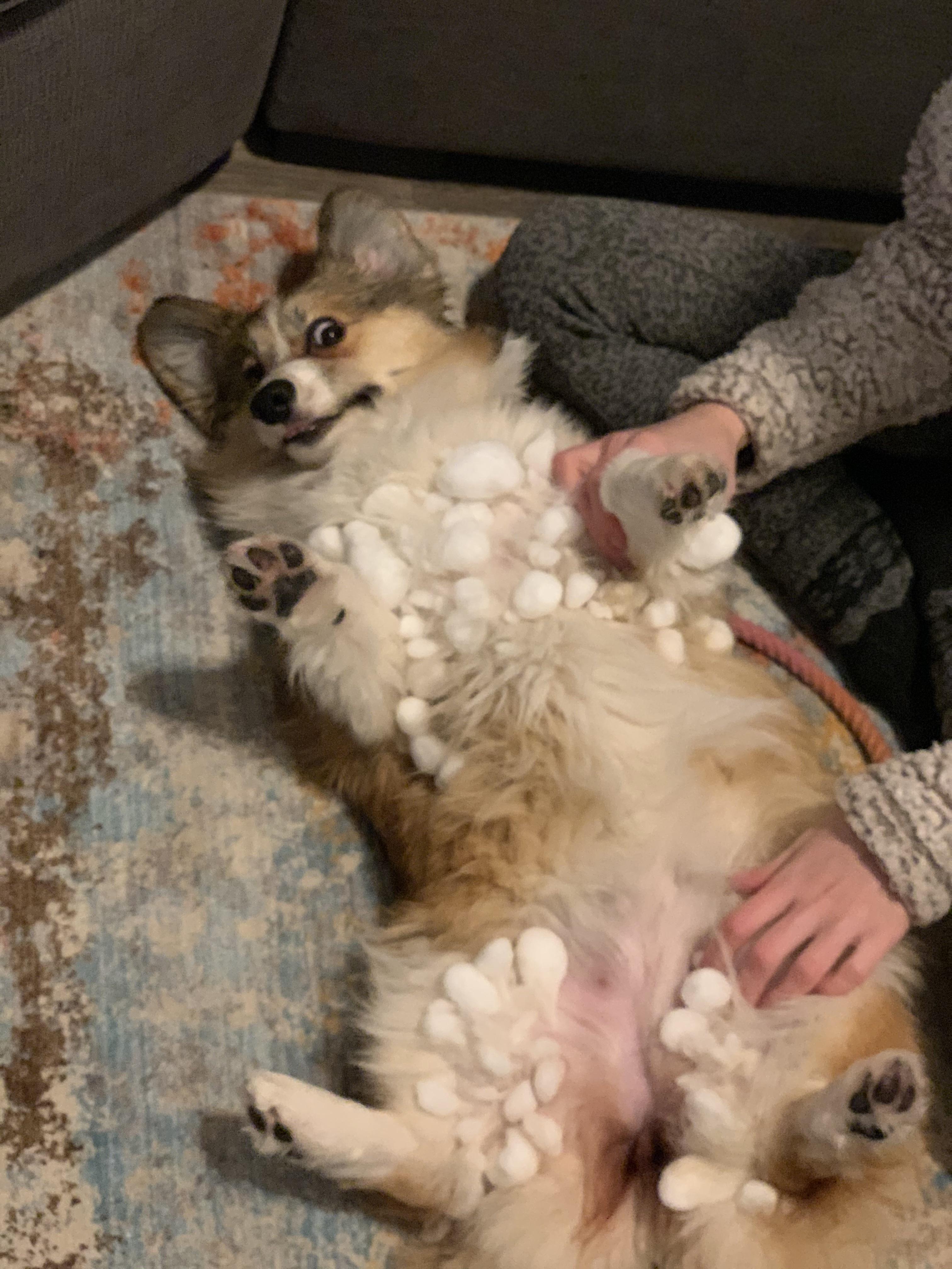 Peach, after her first time in the snow | Scrolller