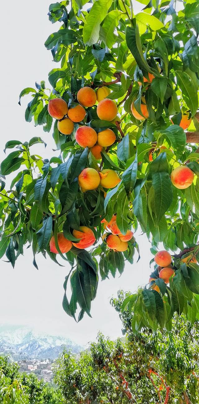 Peaches Swat valley Pakistan | Scrolller