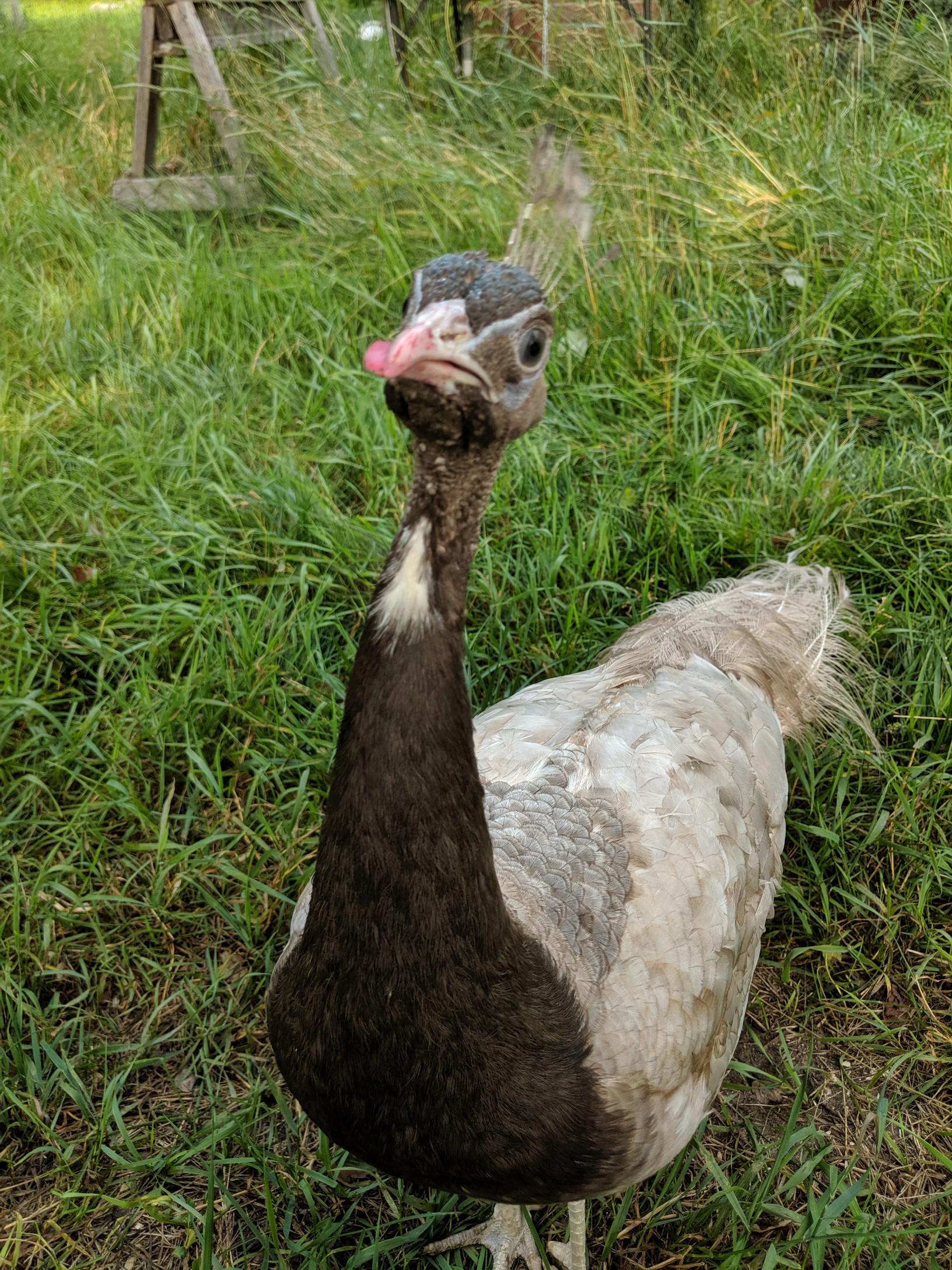 Peacock blup | Scrolller