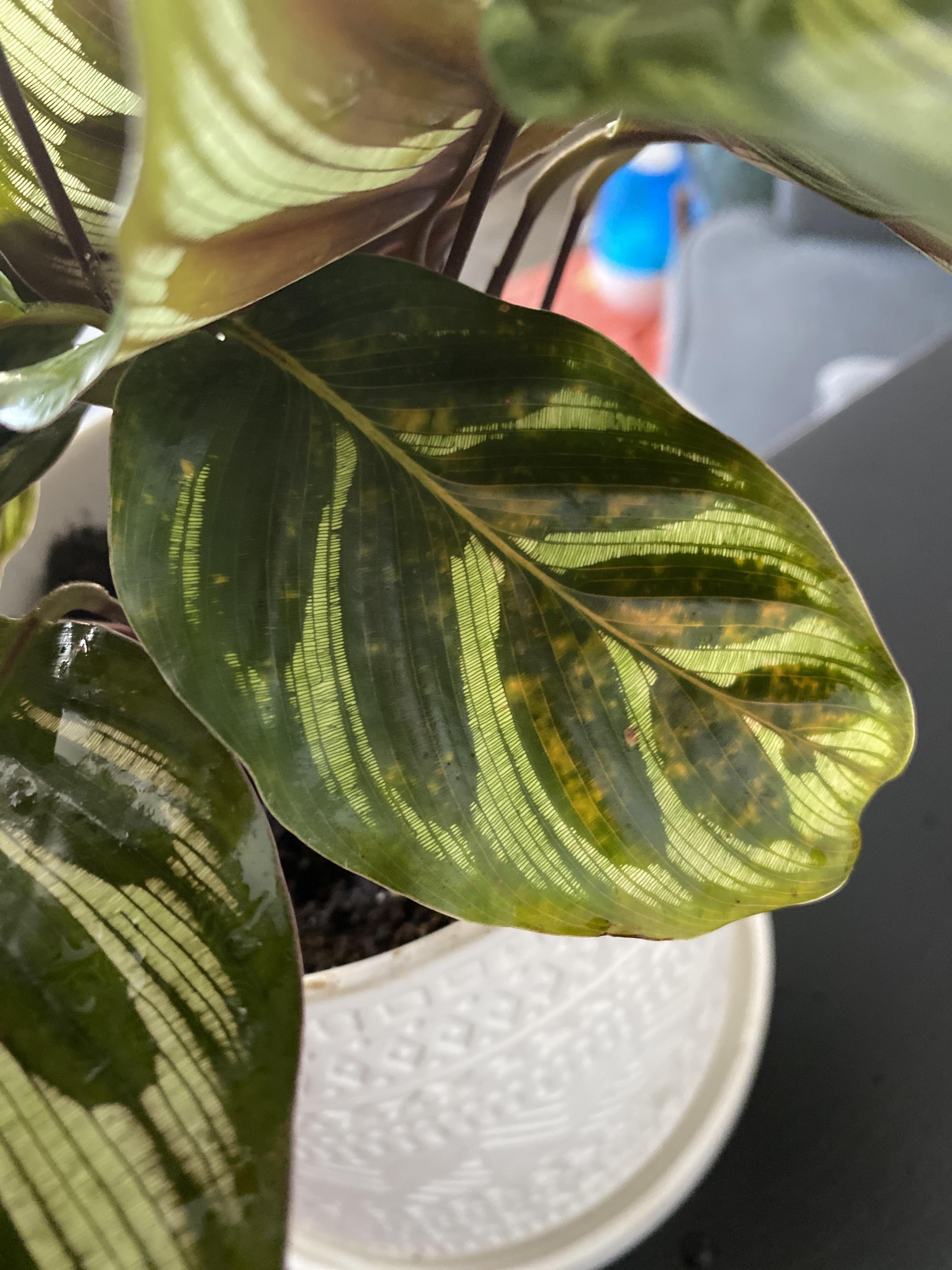 Peacock Plant has yellow spots. Help! | Scrolller