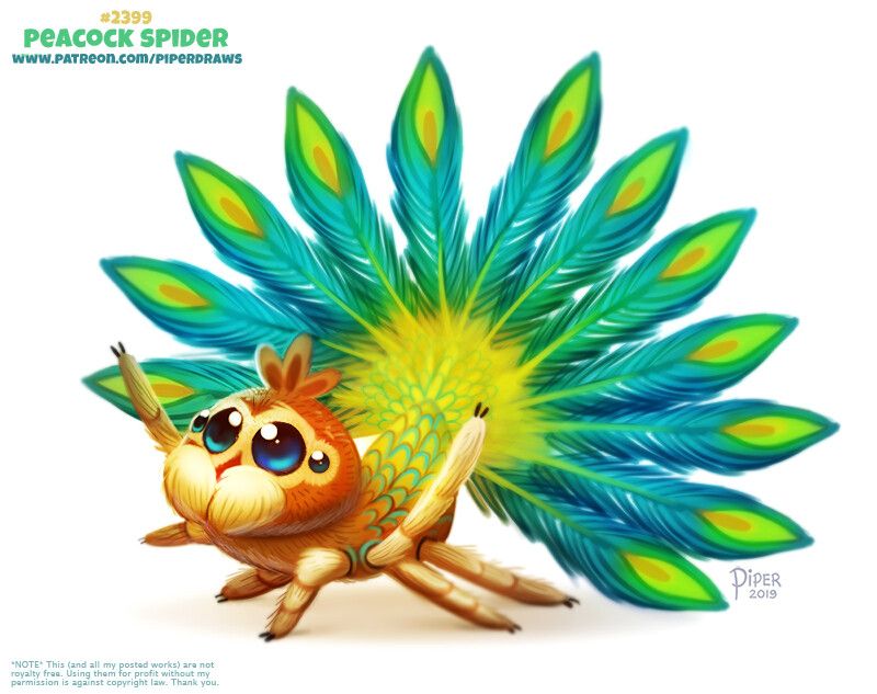 Peacock Spider by Piper Thibodeau | Scrolller
