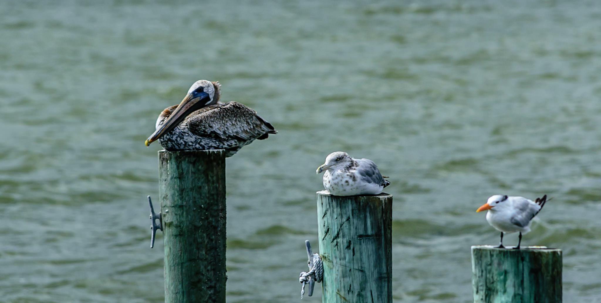 Pecking Order | Scrolller