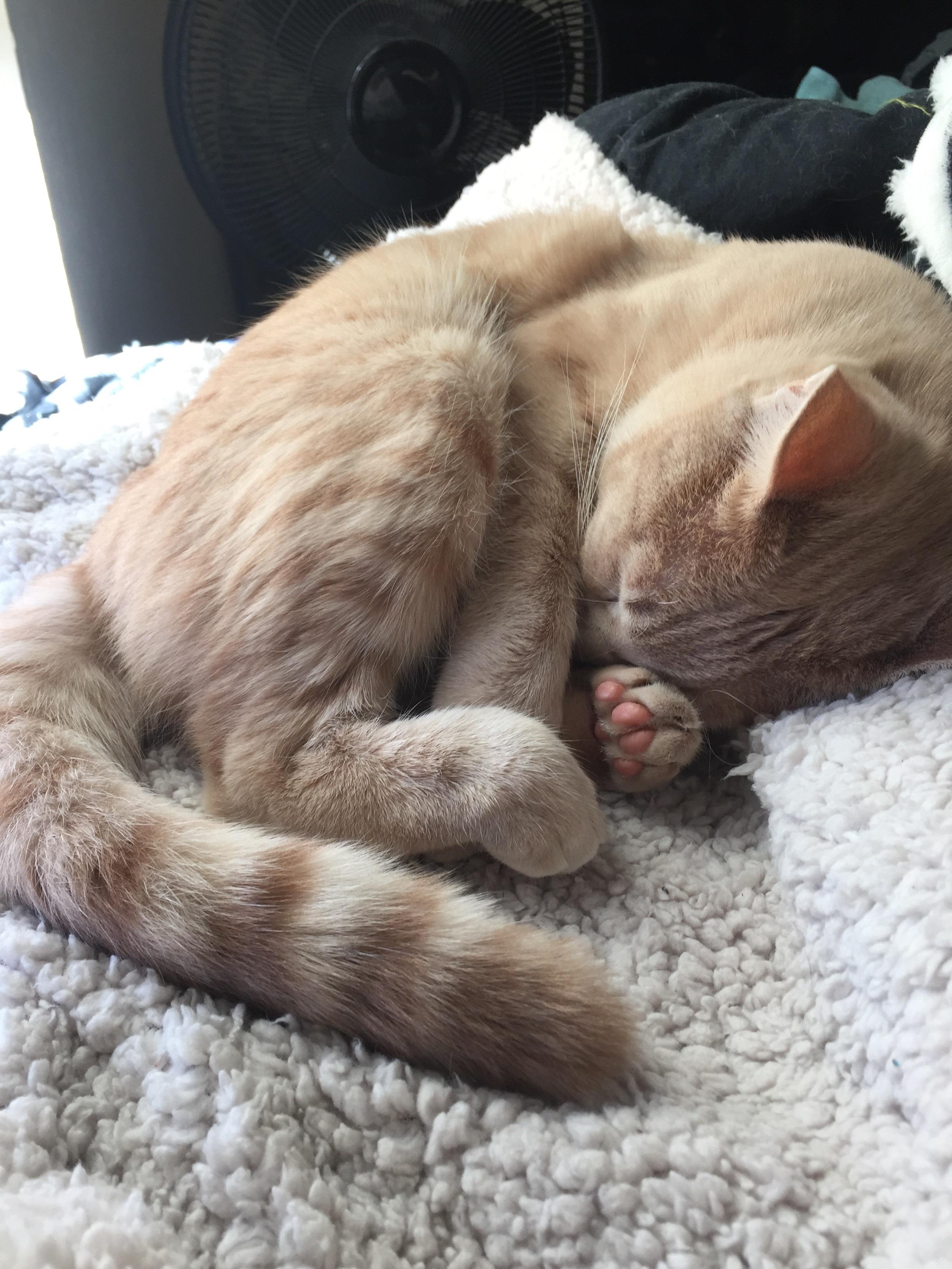 Peek-a-beans | Scrolller