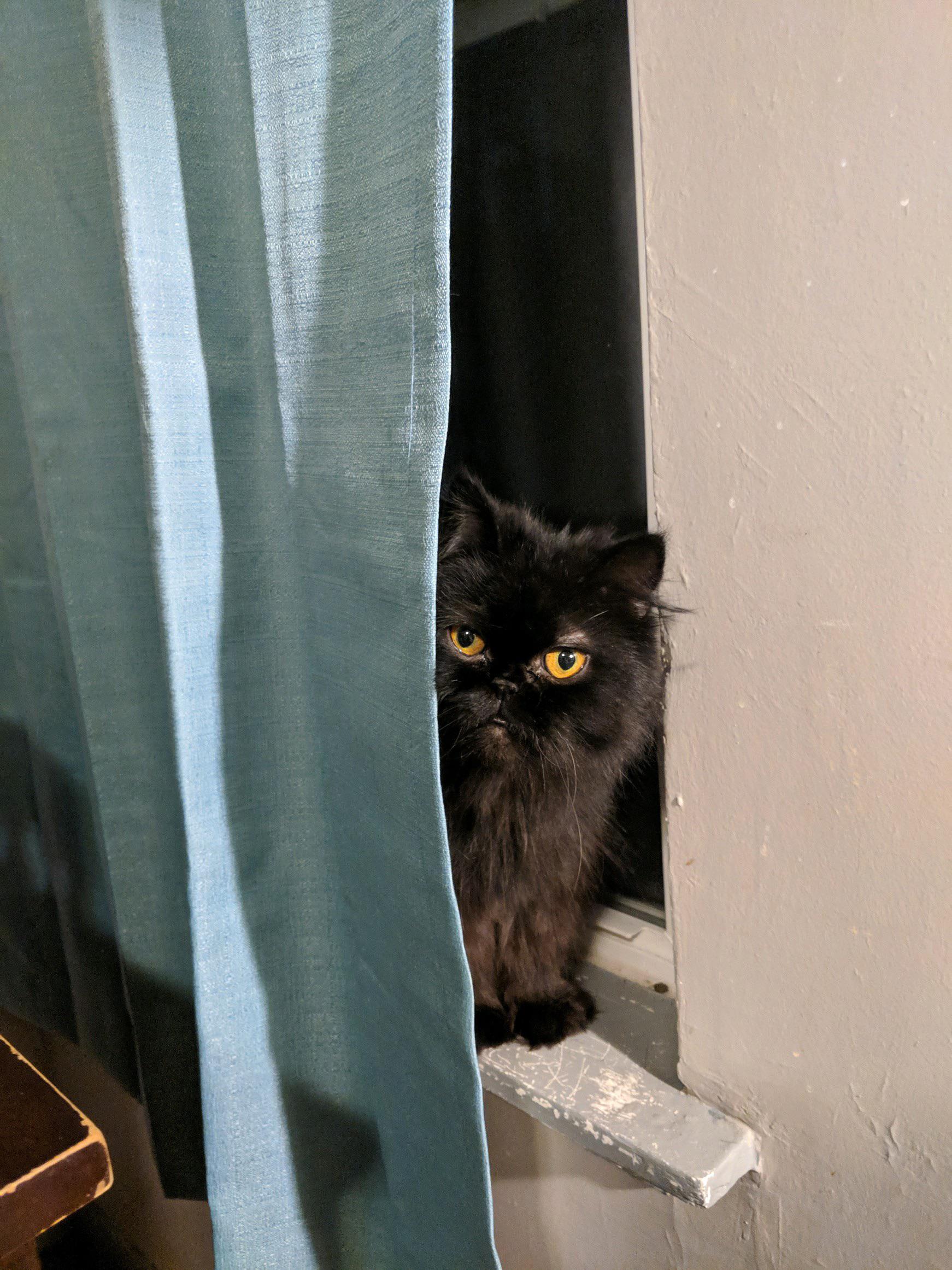 Peek a Boo Nigel | Scrolller