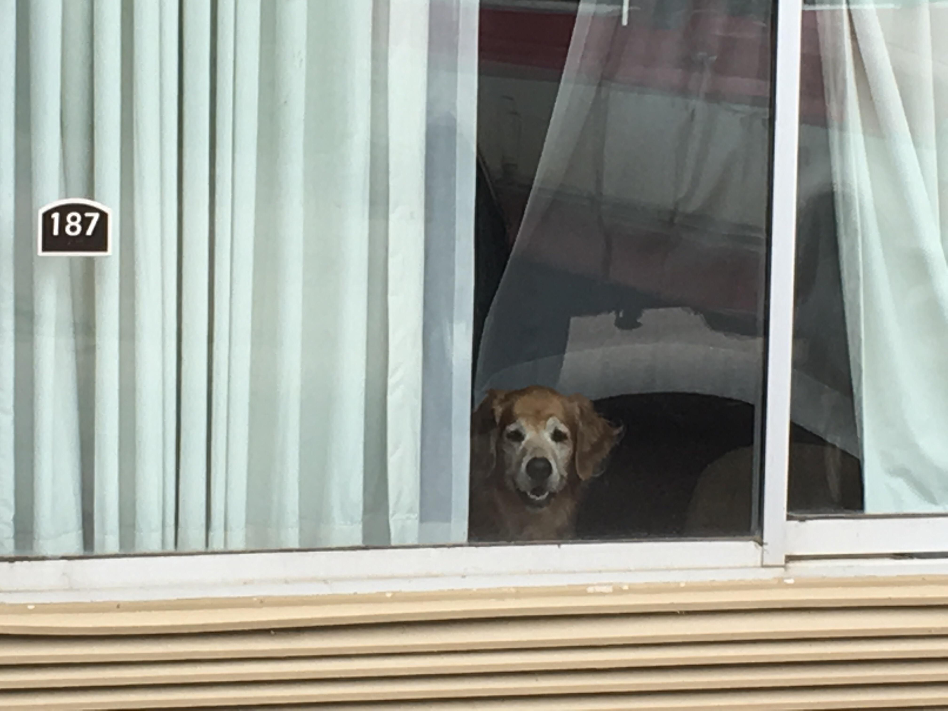 Peeping from the hotel | Scrolller