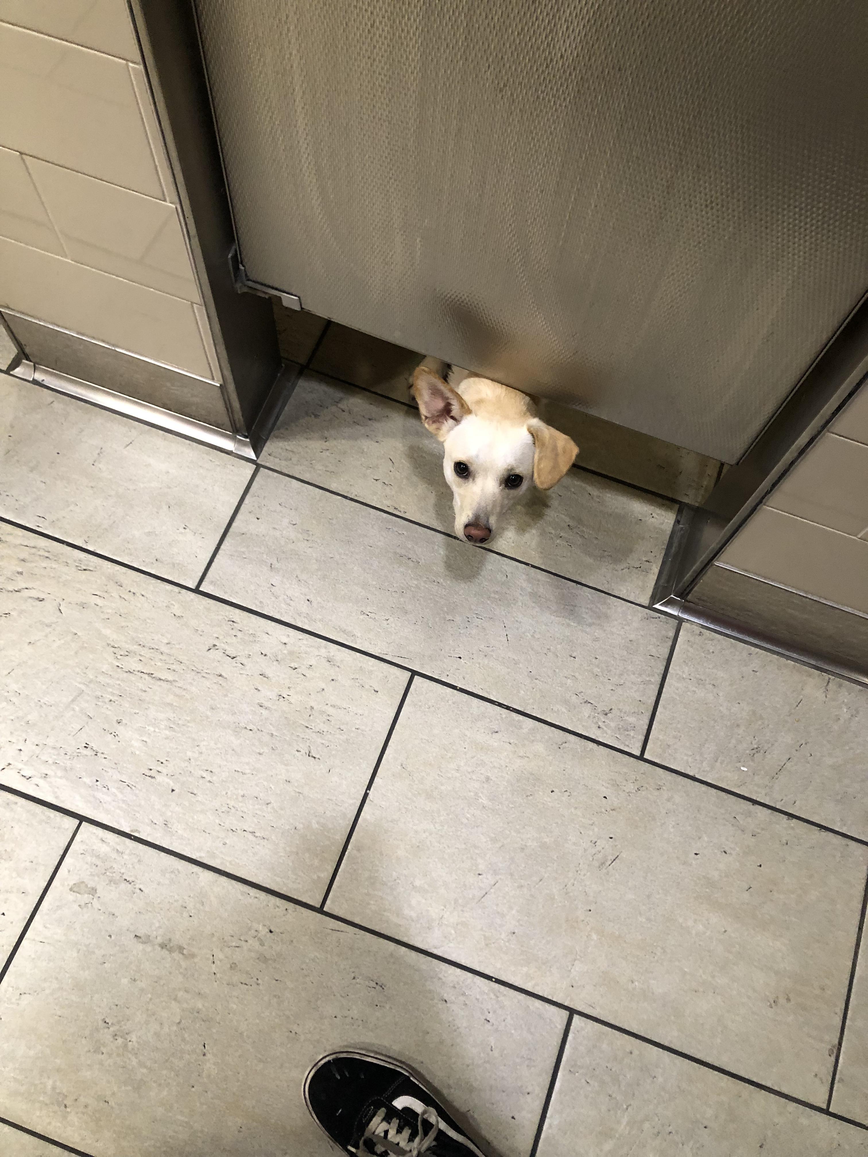 Peeping Through A Bathroom Stall Scrolller