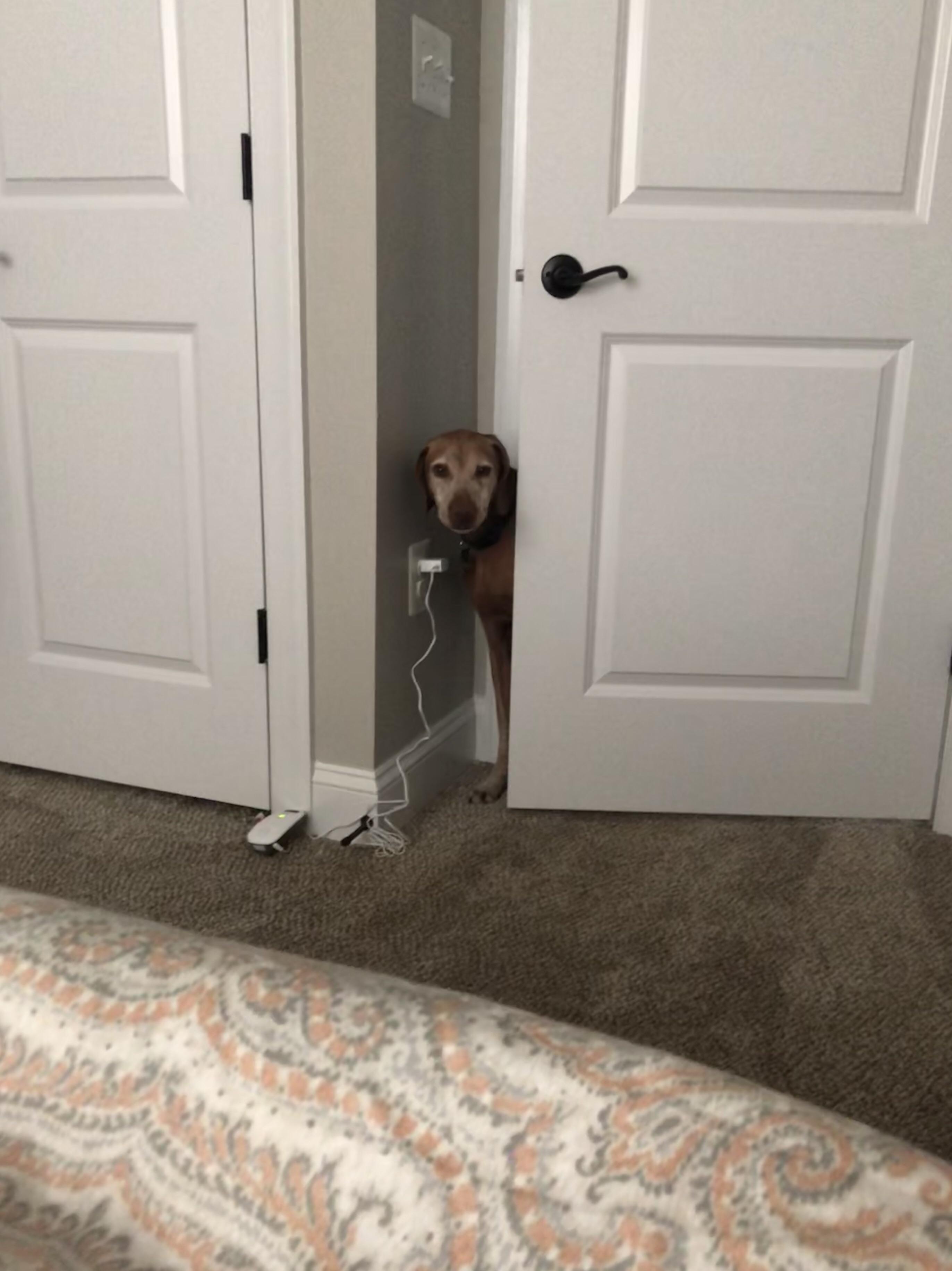 Peeping vizsla | Scrolller