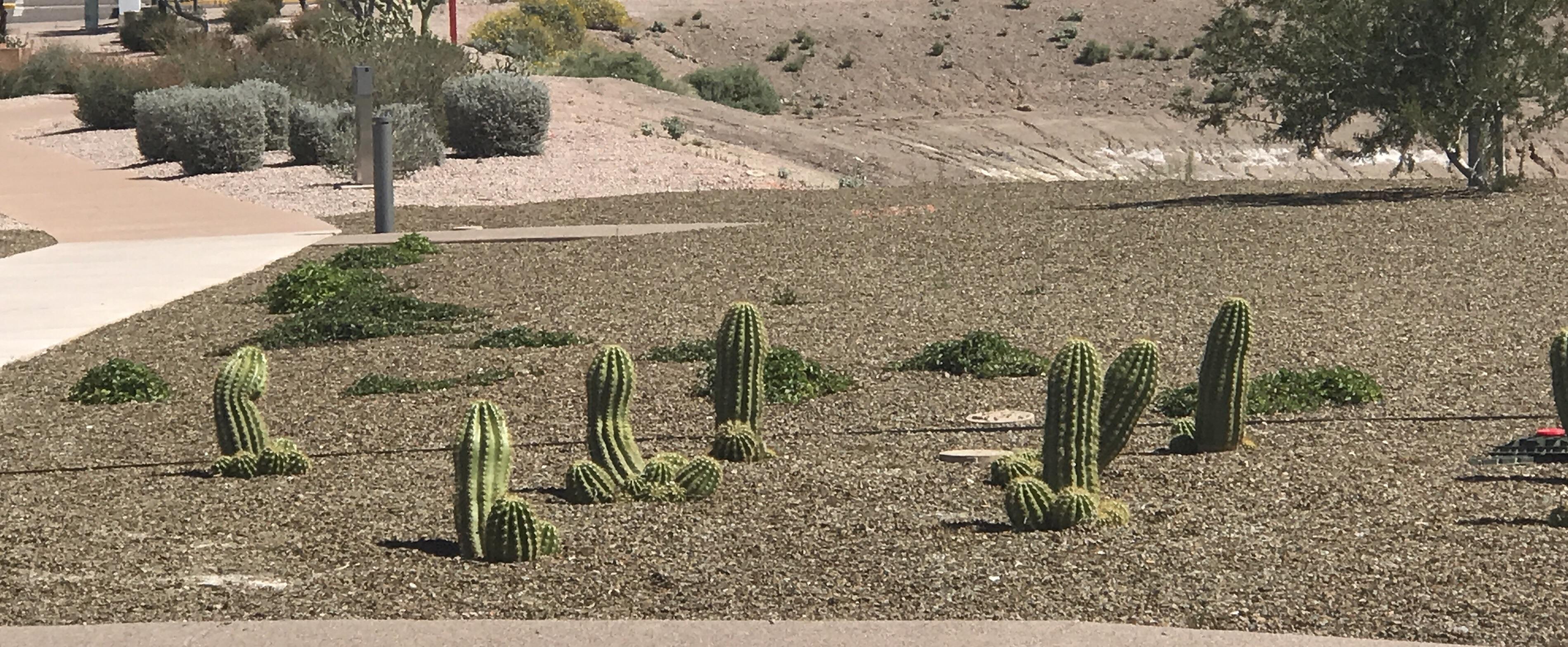 Penis cactus garden | Scrolller