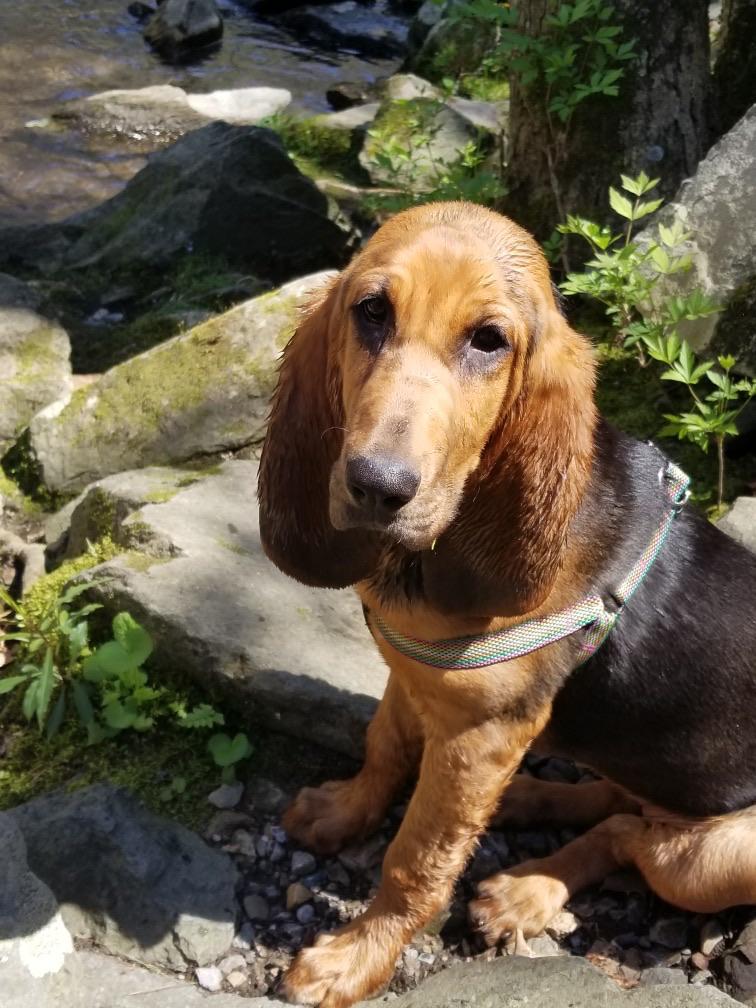 Penny’s first hike was a success! | Scrolller