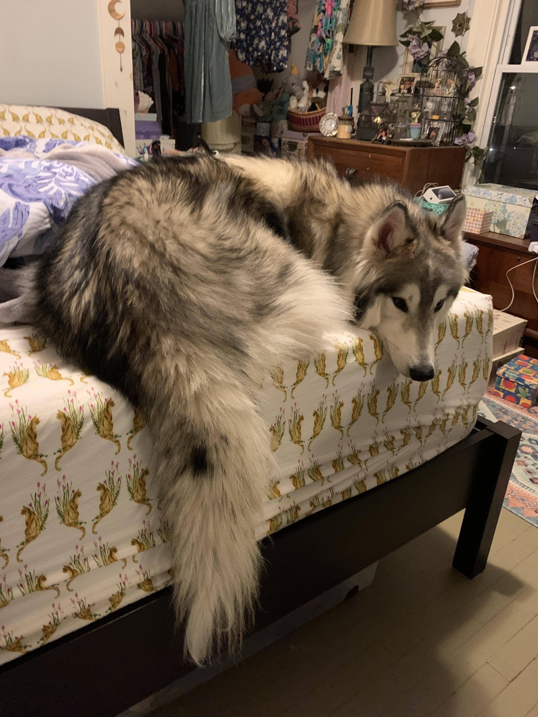 Pensive floof | Scrolller