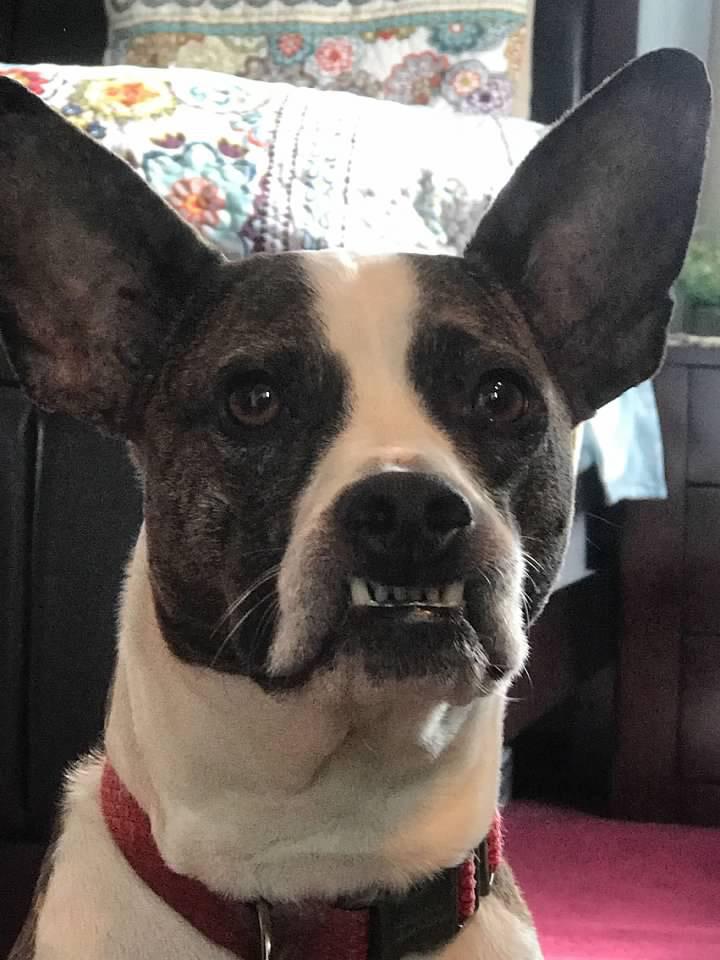 People always tease him for the underbite, but i love it | Scrolller