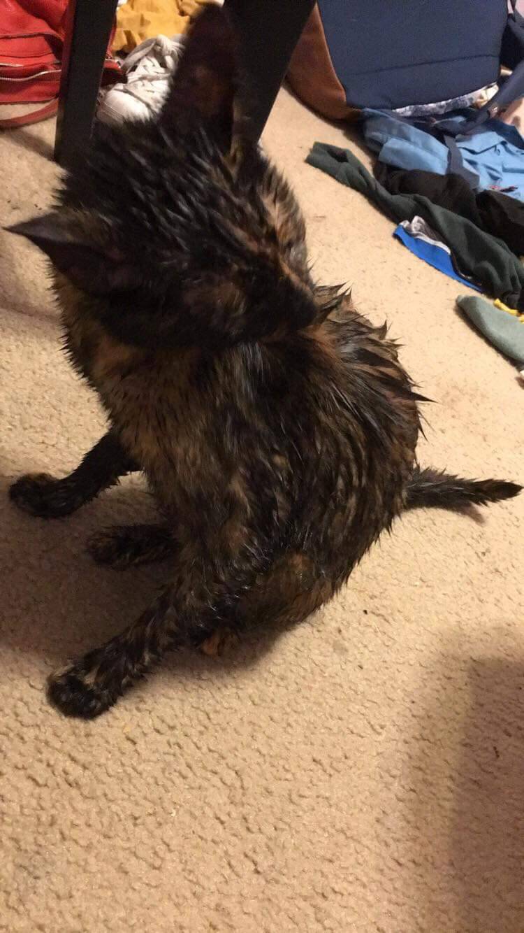 Pepper after the rain. | Scrolller