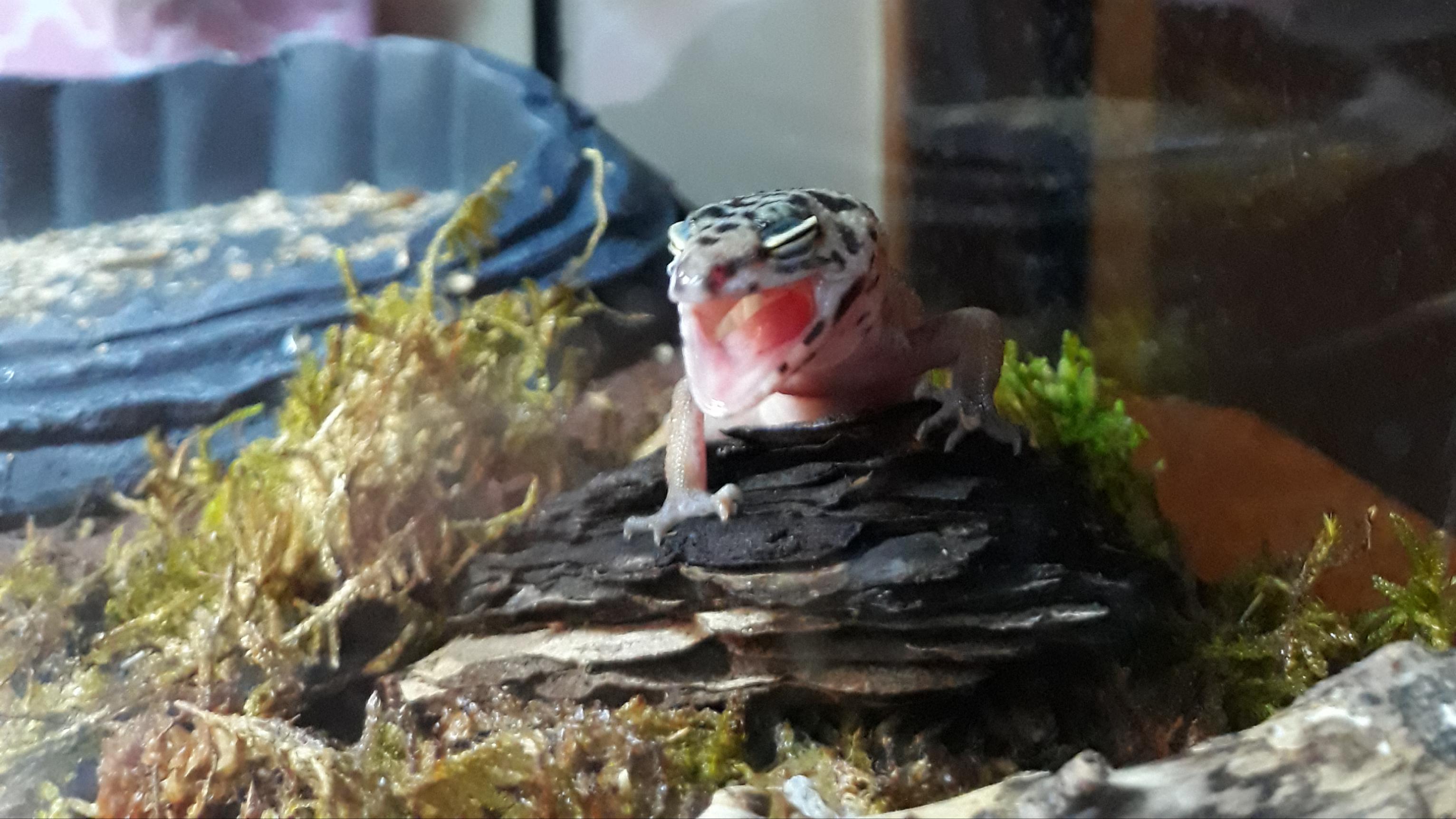 Pepper doing whatever she's doing! | Scrolller