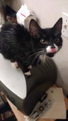Pepperoni's first bath w/ bonus blep | Scrolller