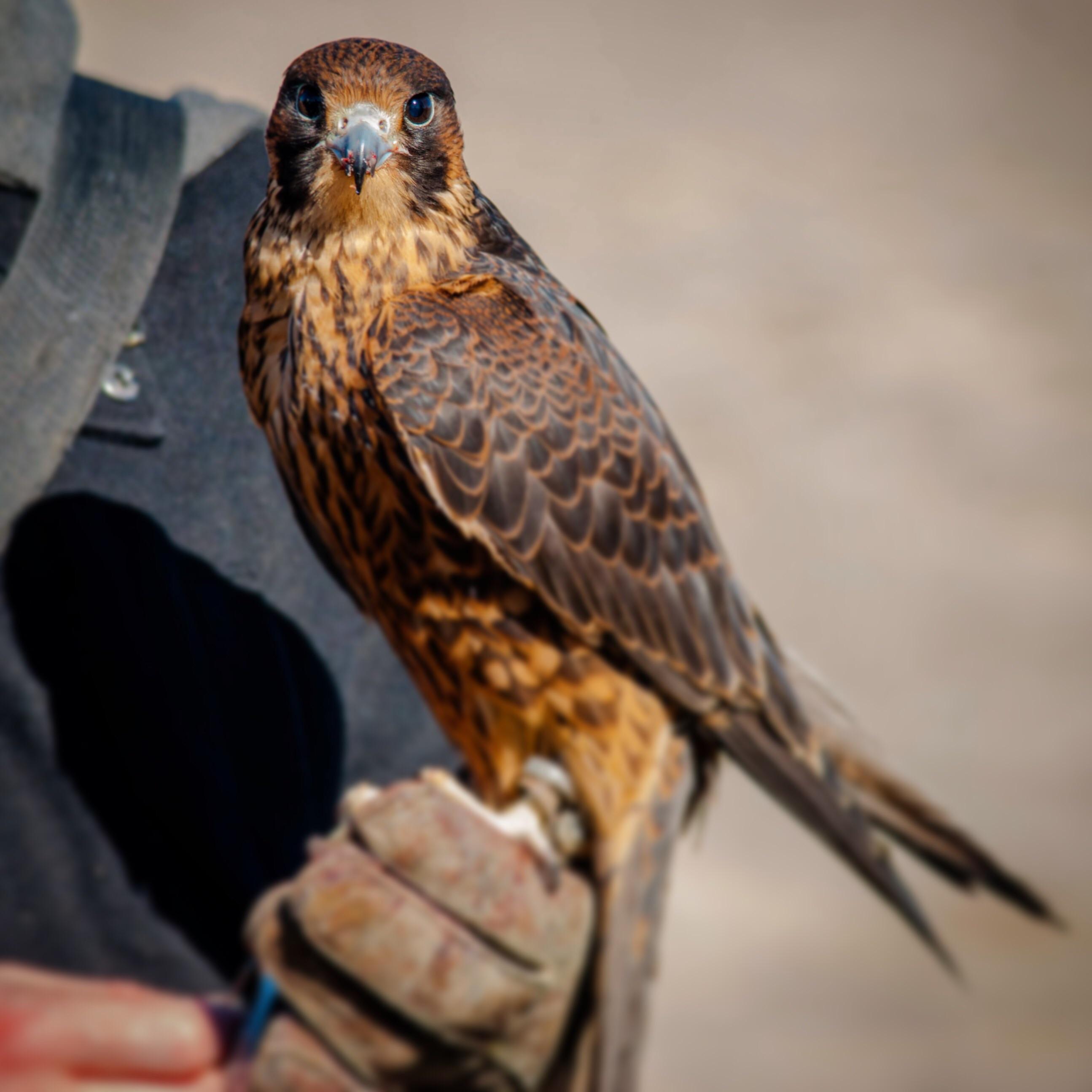Peregrine Falcon | Scrolller