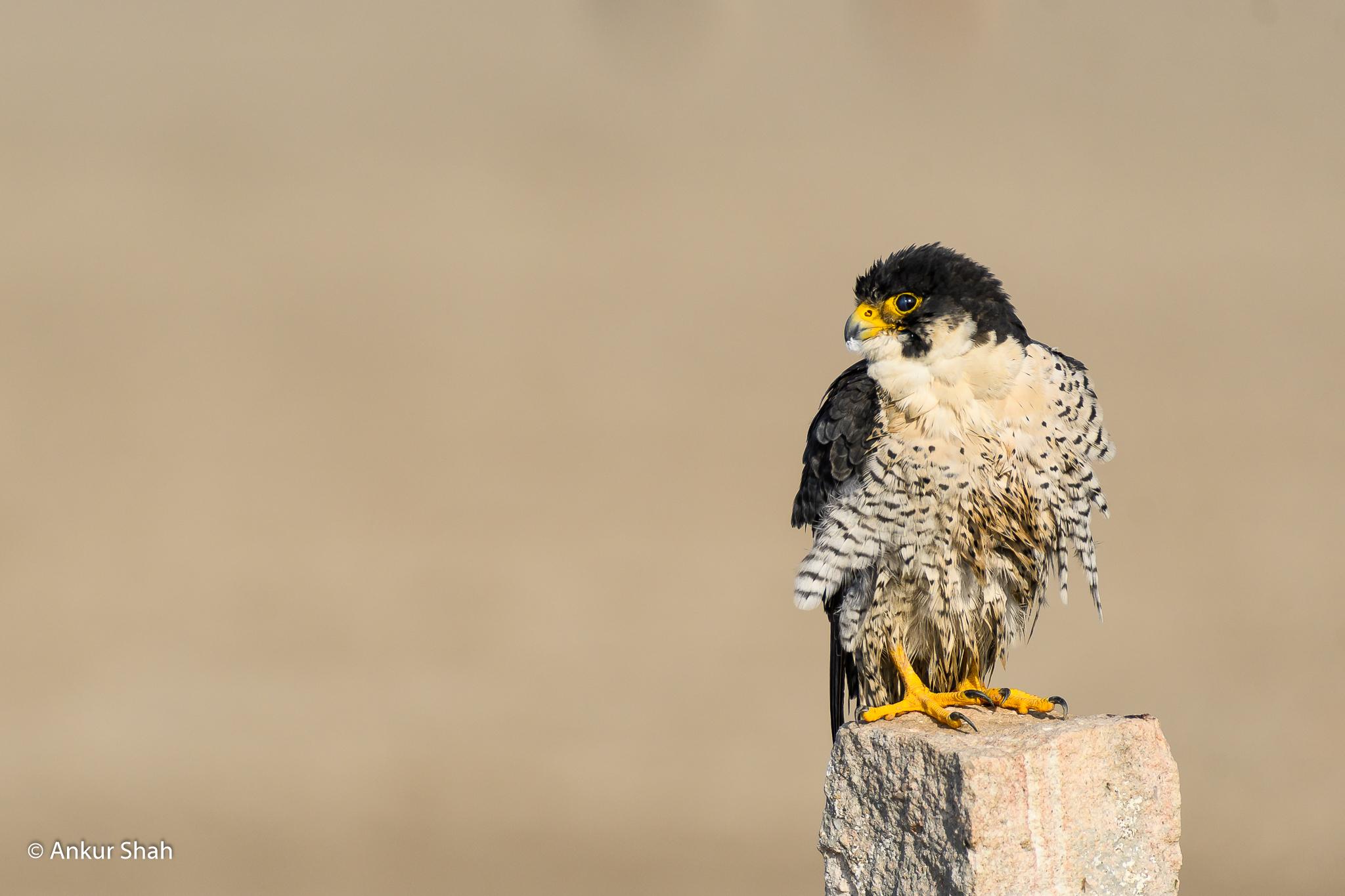 Peregrine Falcon | Scrolller