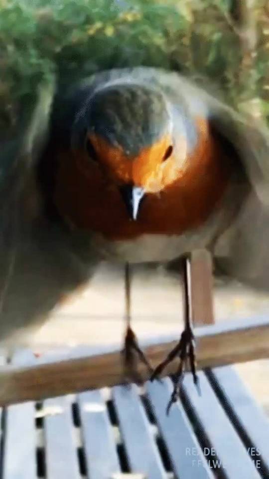 Perfect head stabilisation for hunting crumbs of pain au chocolat [L] [OC] | Scrolller