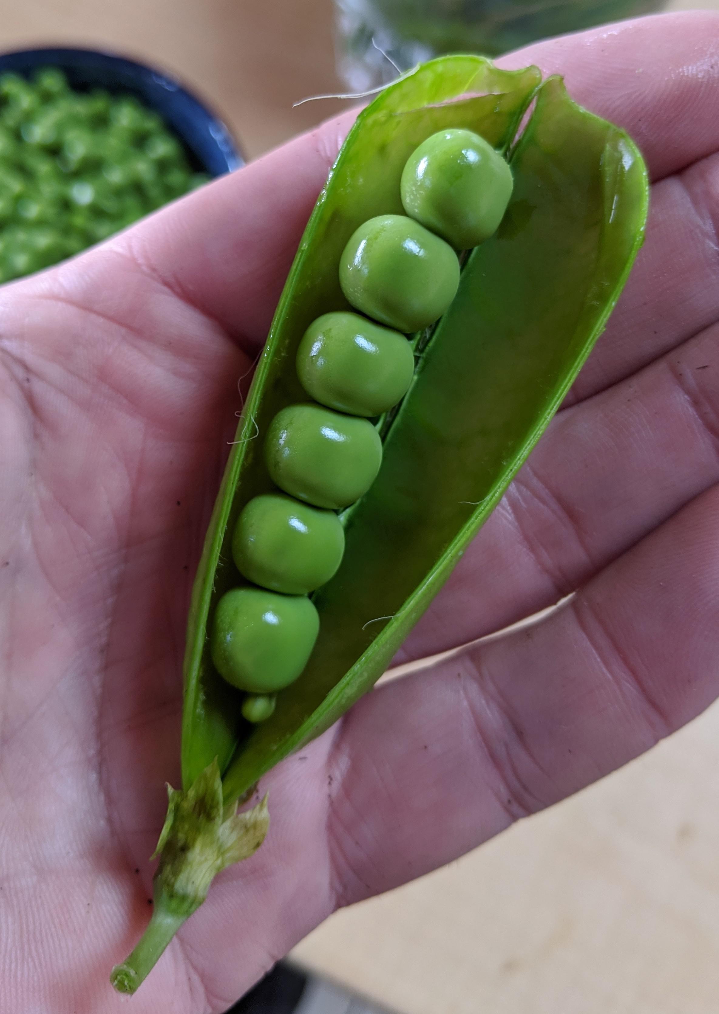 Perfect peas. | Scrolller