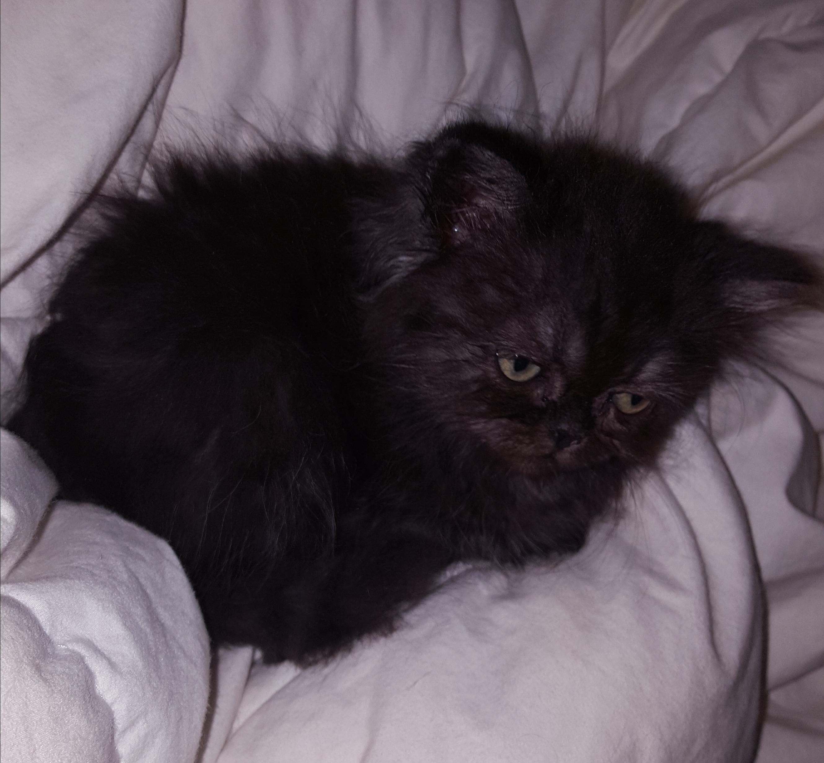 Perfected the not amused look on her first day home lol | Scrolller