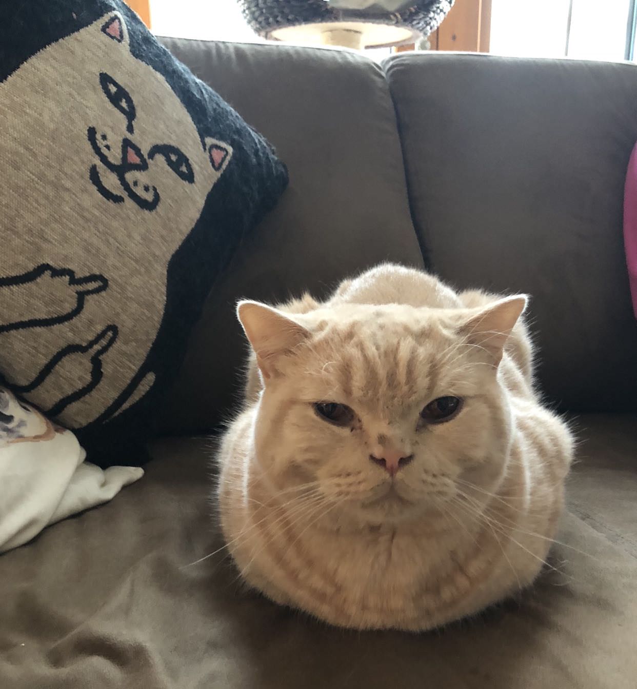 Perfectly formed | Scrolller