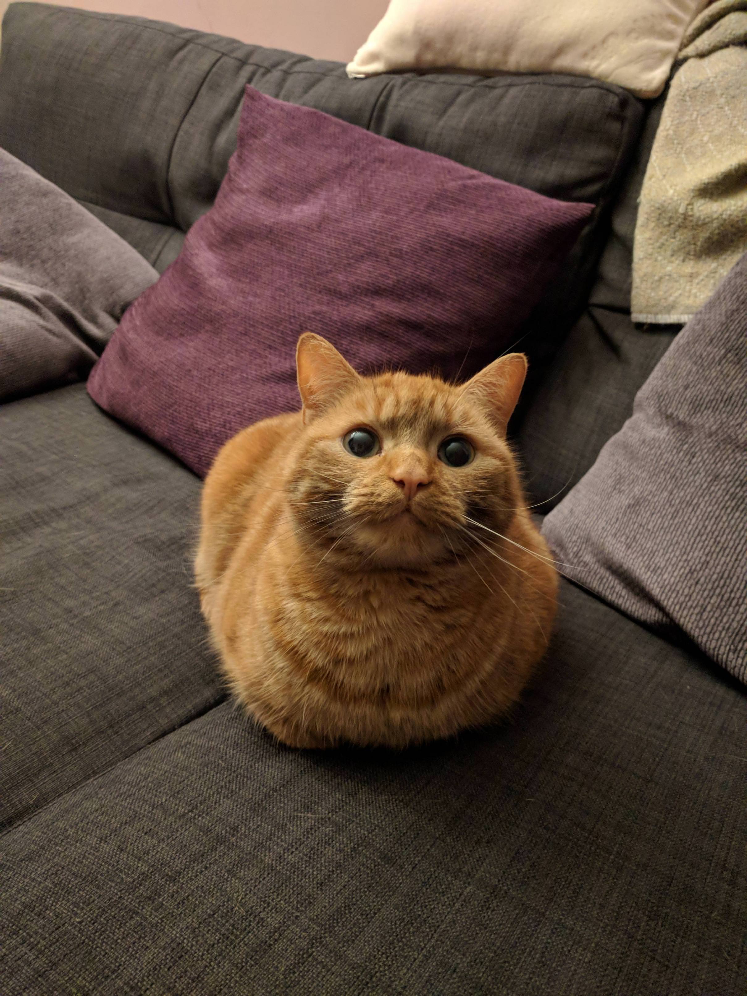 Perfectly risen Tiger loaf! | Scrolller