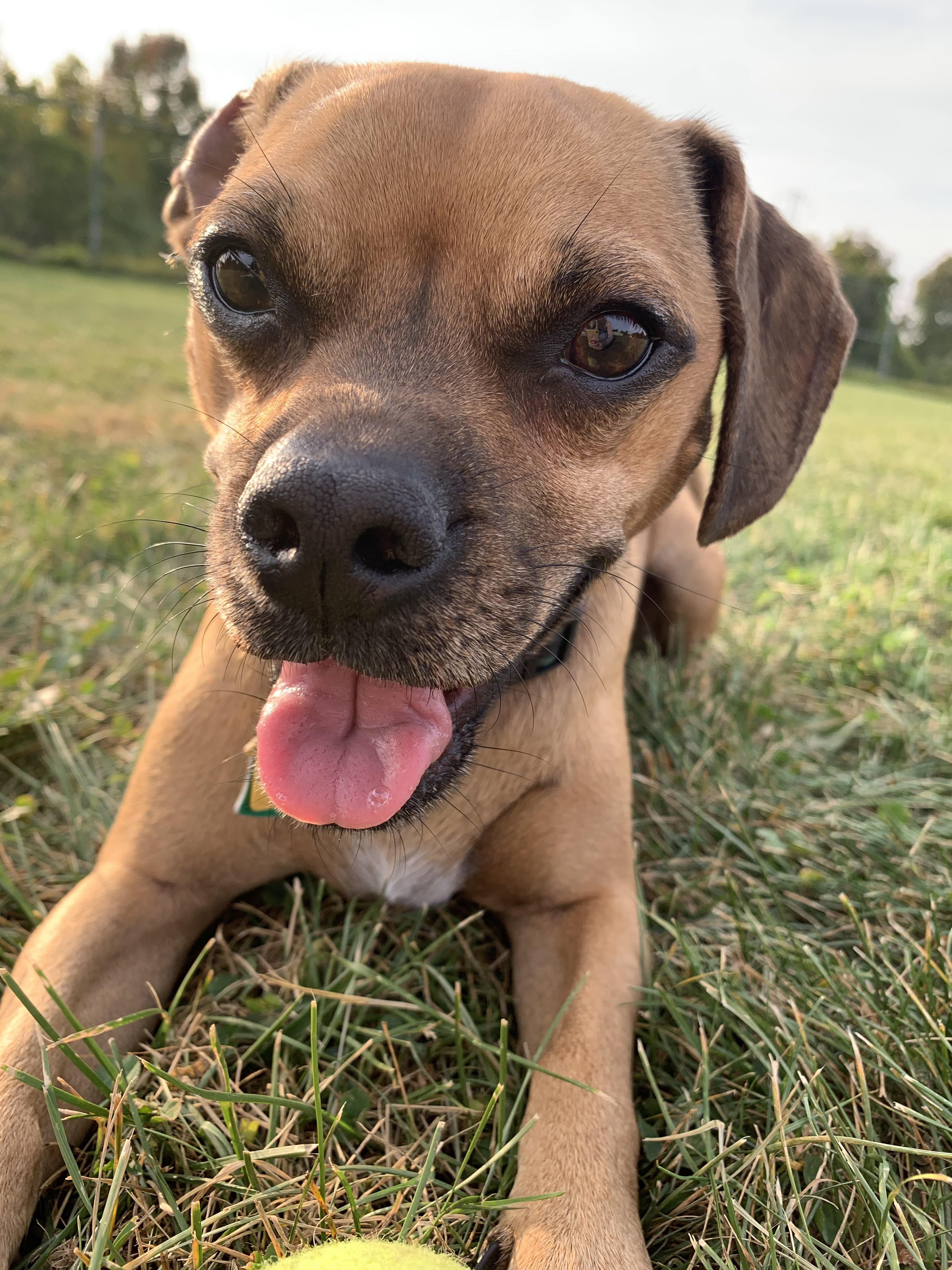 permapuppy | Scrolller