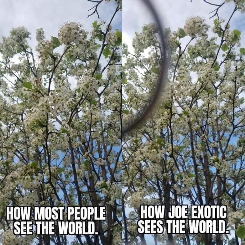 Perspective | Scrolller