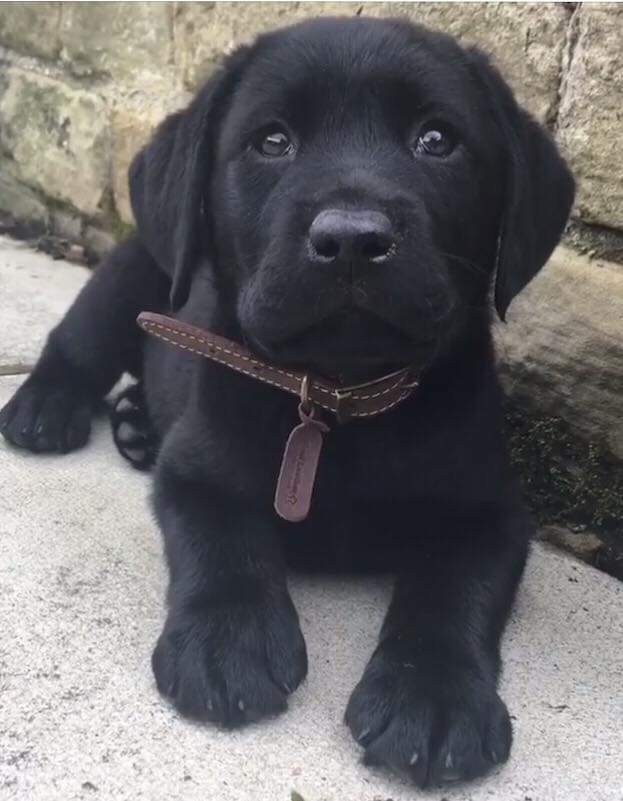 Pet me please | Scrolller