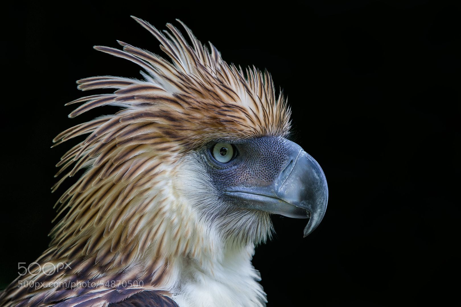 Philippine Eagle (Pithecophaga jefferyi) [2048x1365] | Scrolller