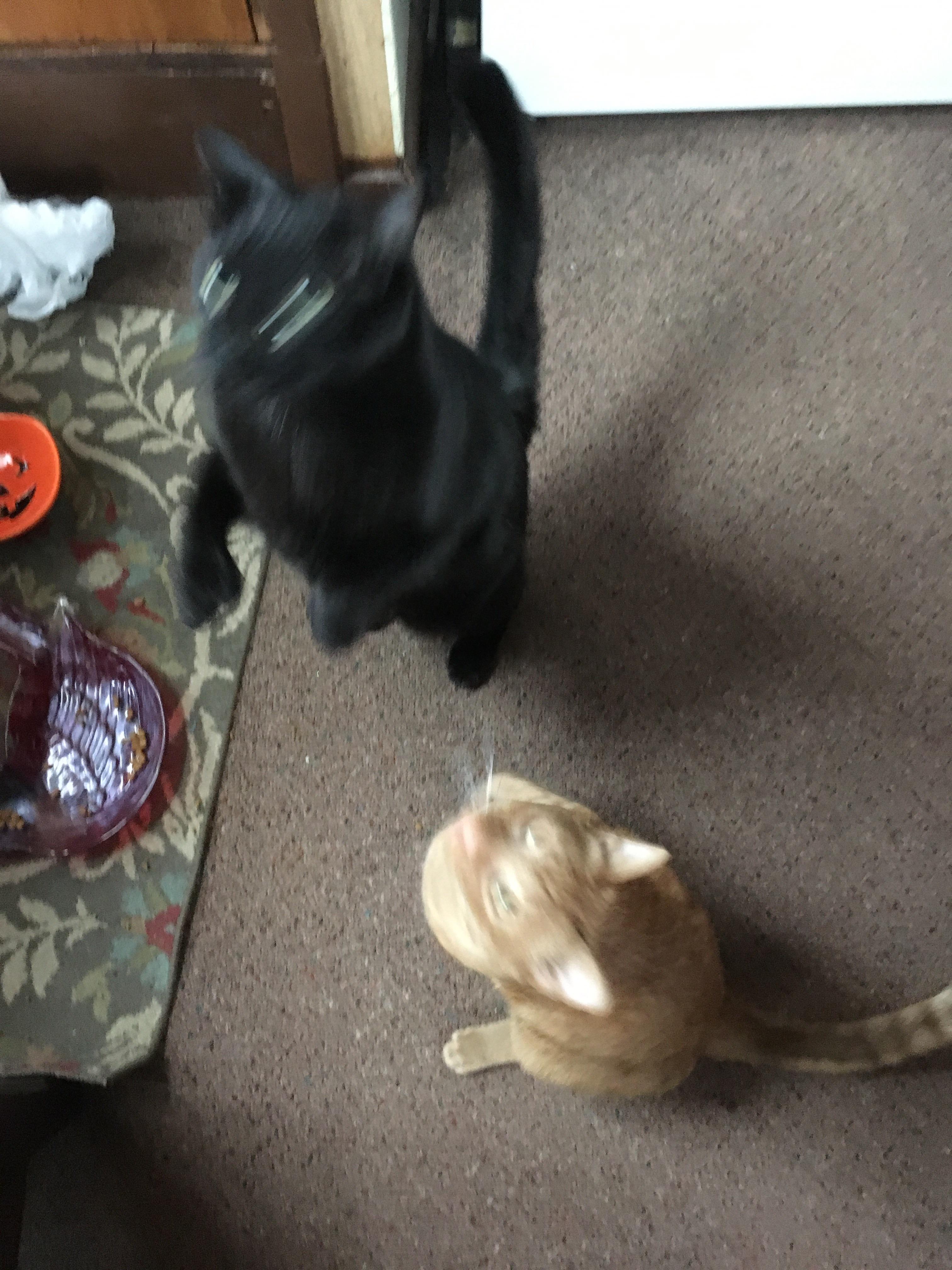 Photo from inside the cat dimension | Scrolller