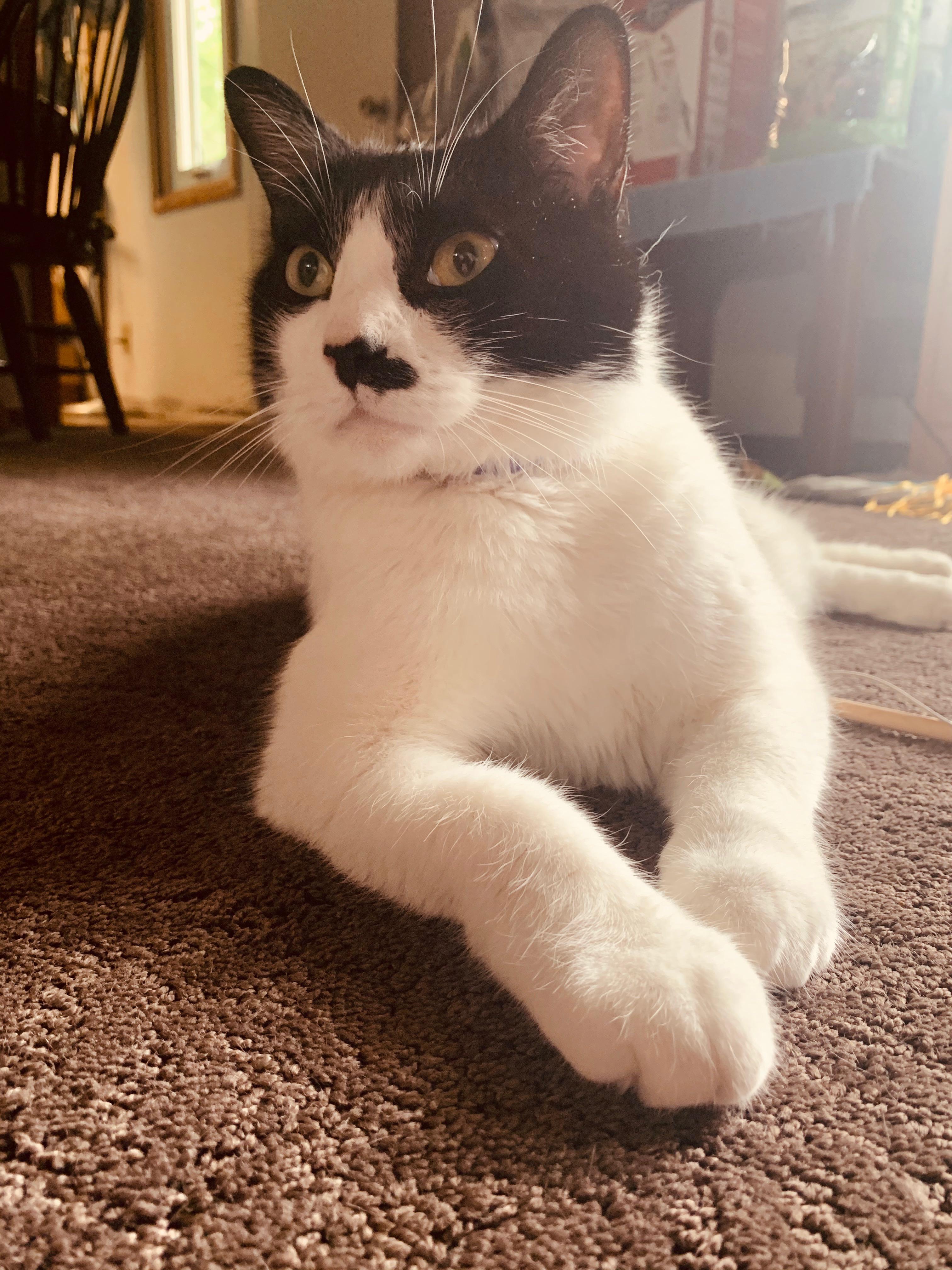Photogenic Kitler! | Scrolller