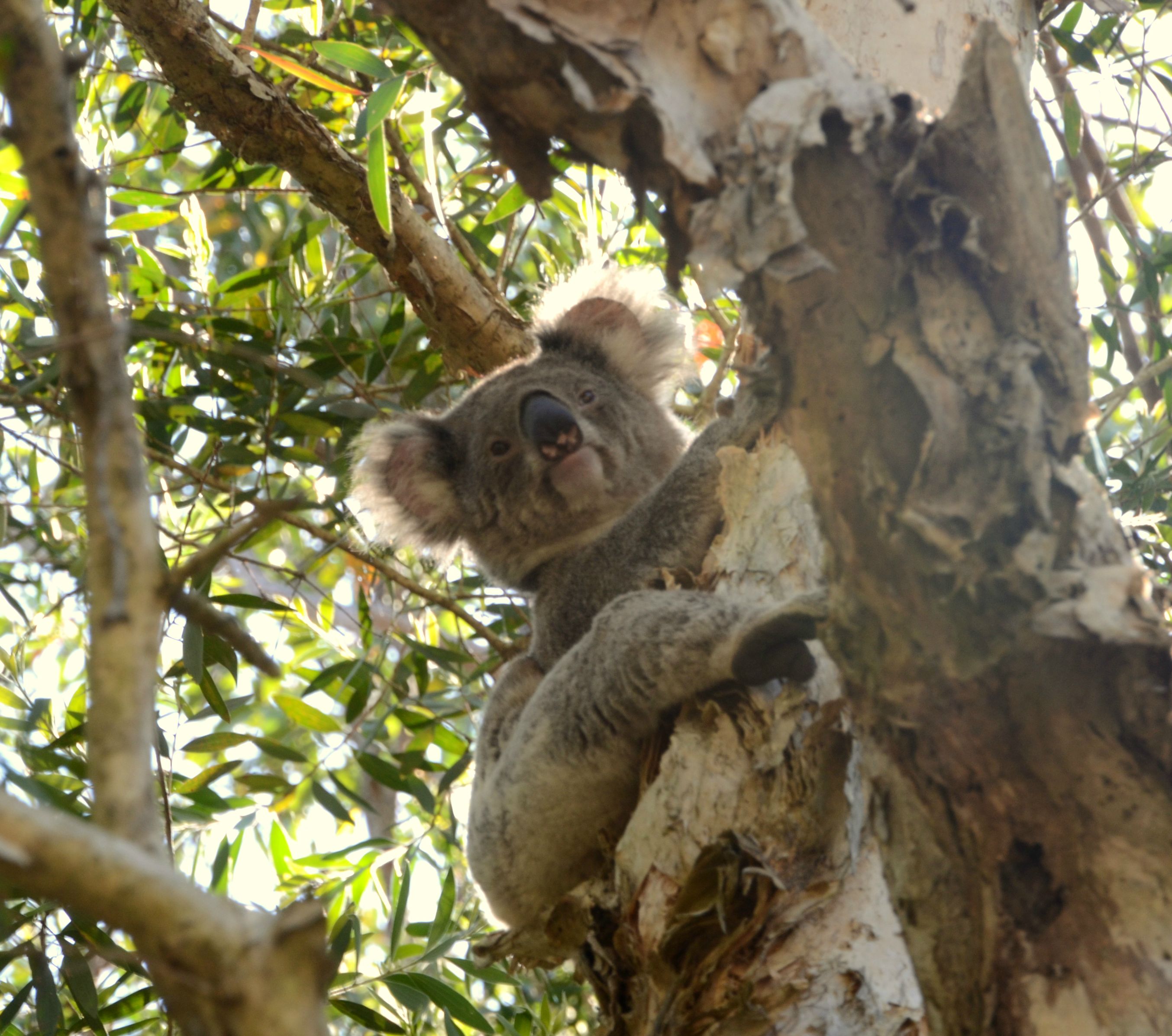 Discover more like Koalas: Photogenic Koala and Related Content | Scrolller