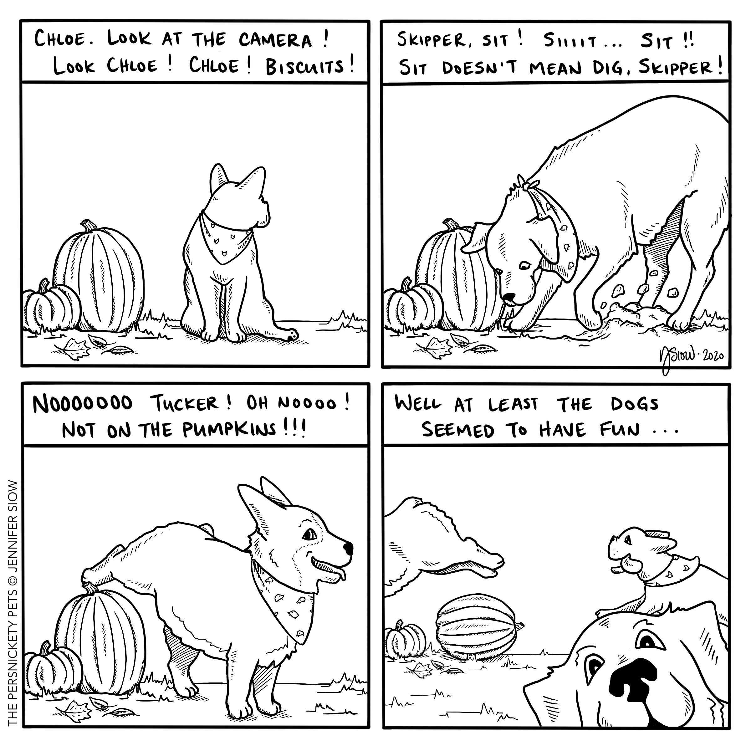 Photoshoots with dogs [OC] | Scrolller