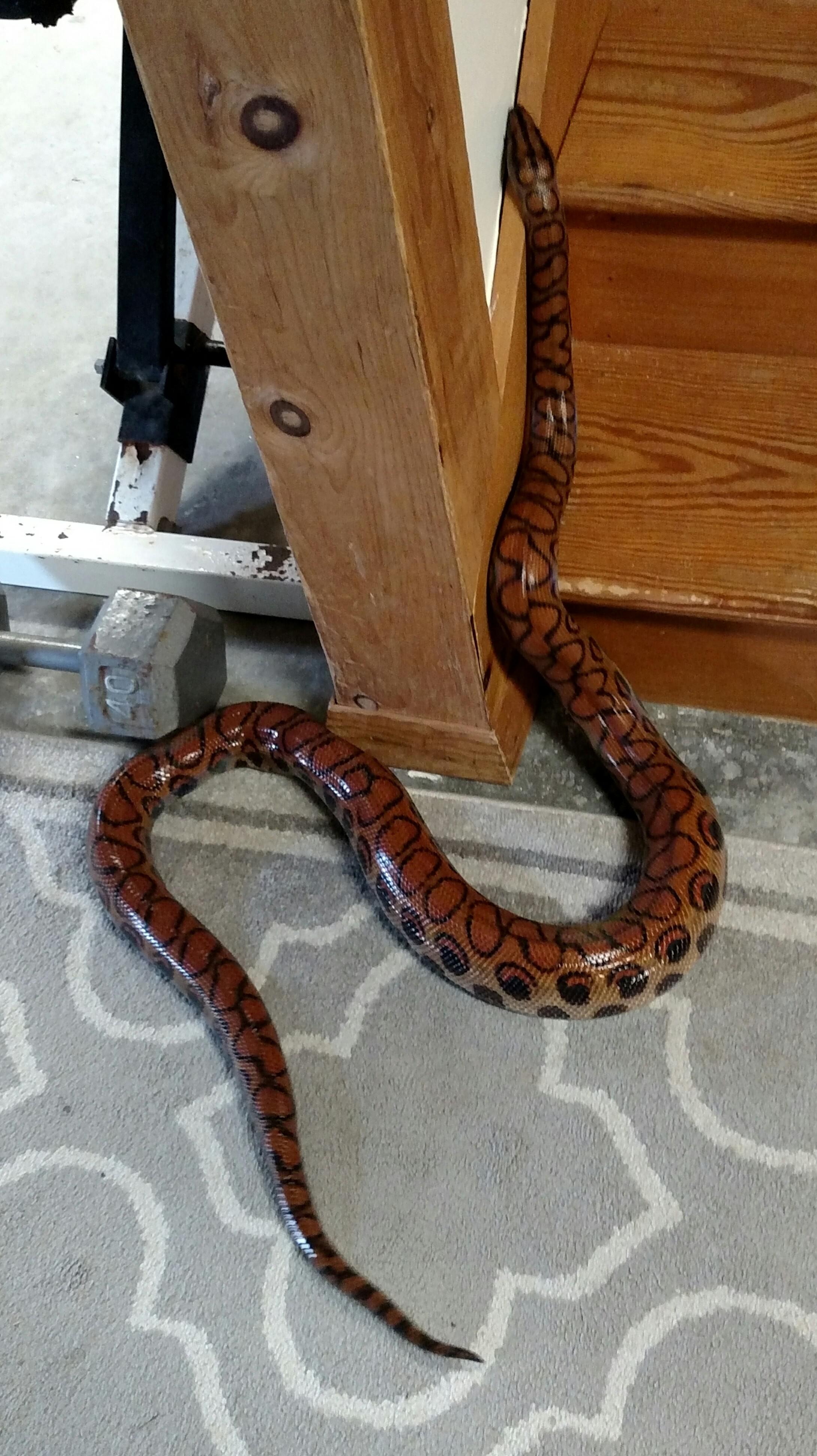 Pic: My female Brazilian Rainbow Boa at probably 12 years of age under fluorescent lighting ...