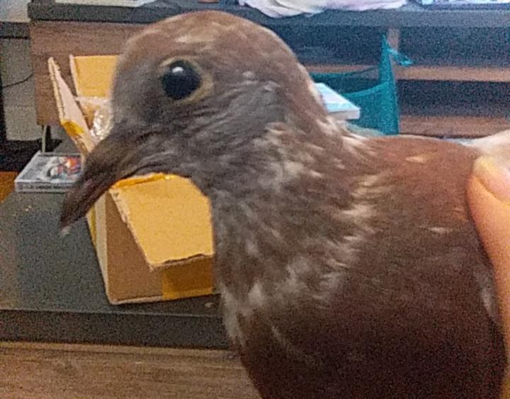 Pic of my taxidermy dove! | Scrolller