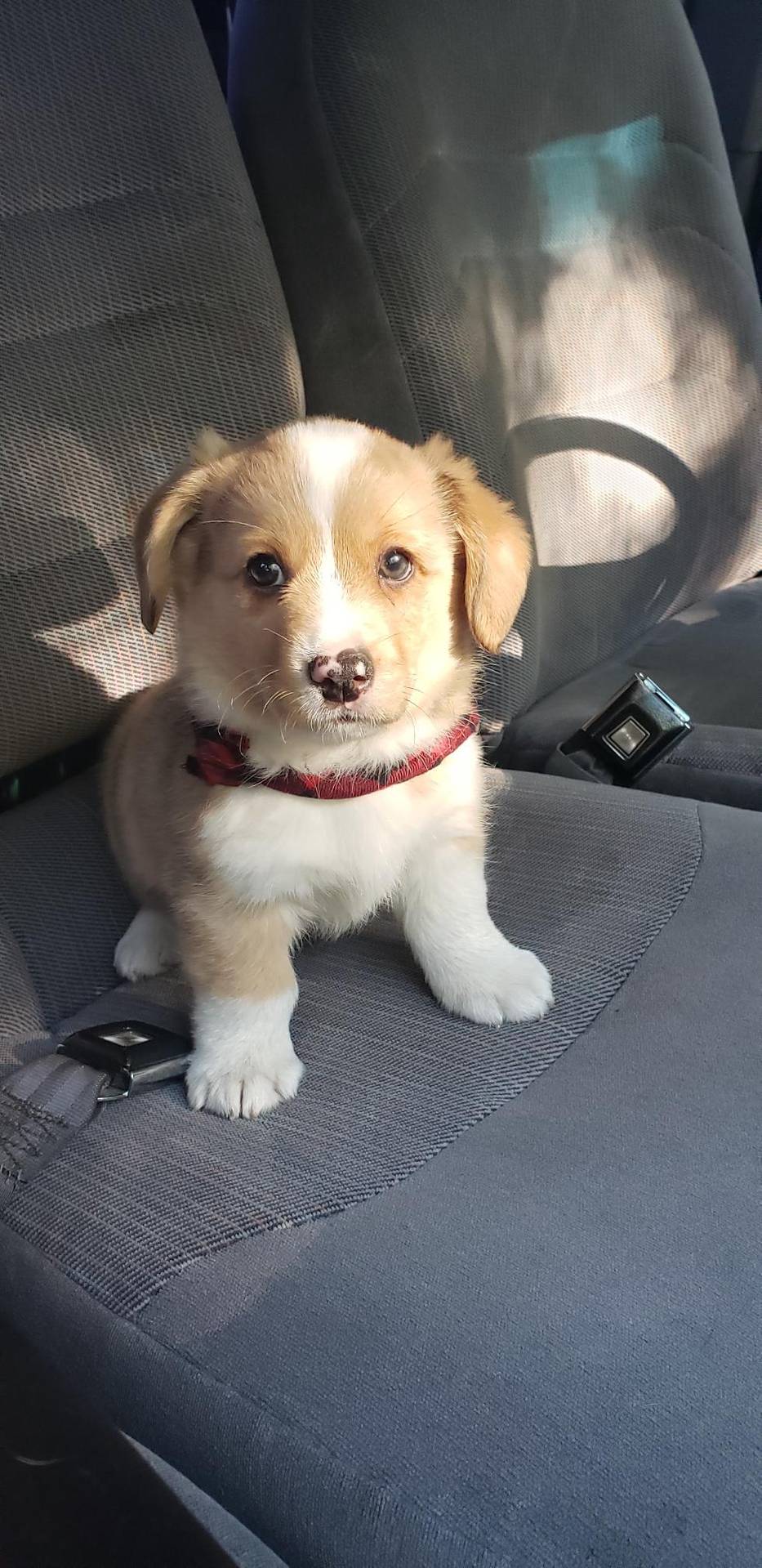 Picked this little guy a few weeks ago. Reddit, say hello to Bowie! | Scrolller