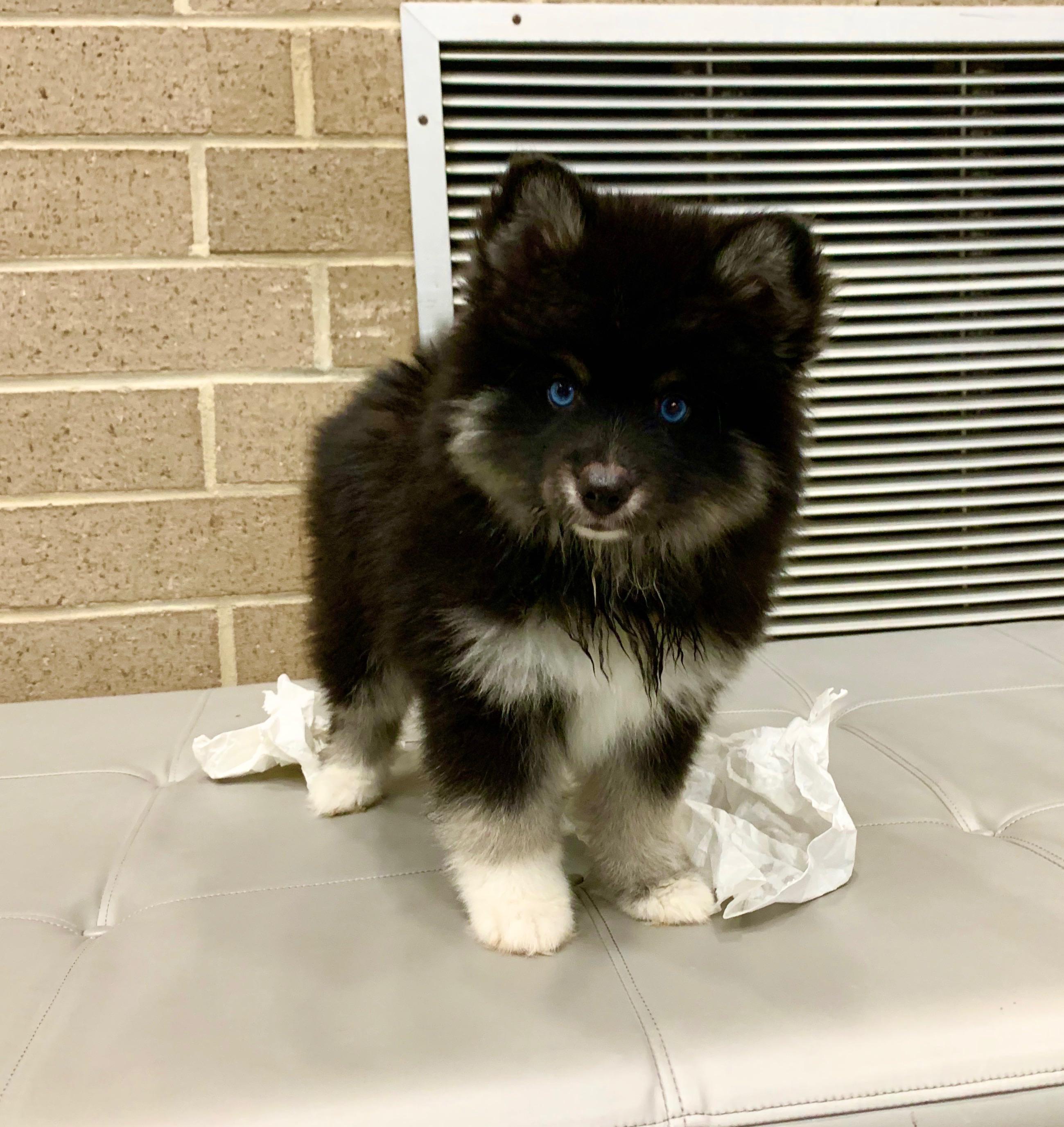 Picking up my new pomsky named Nova from the airport today!! Can’t wait! | Scrolller