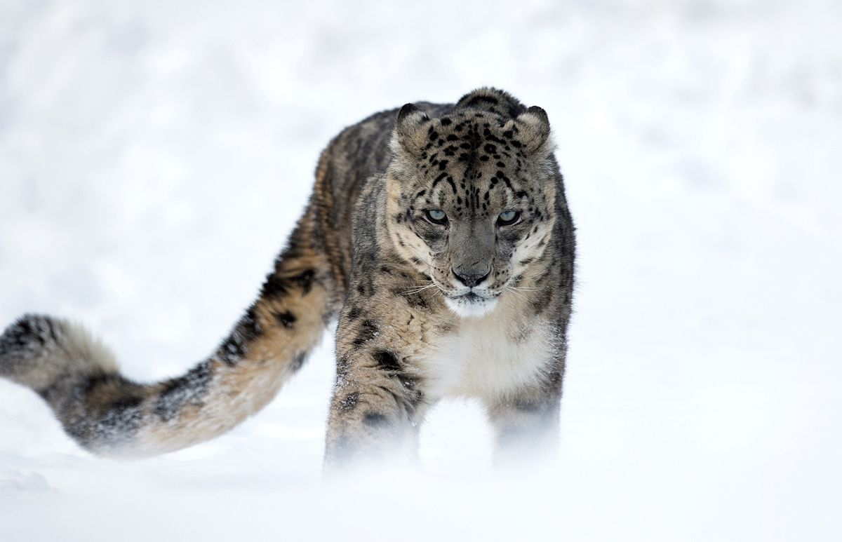 Snow Leopard | Scrolller