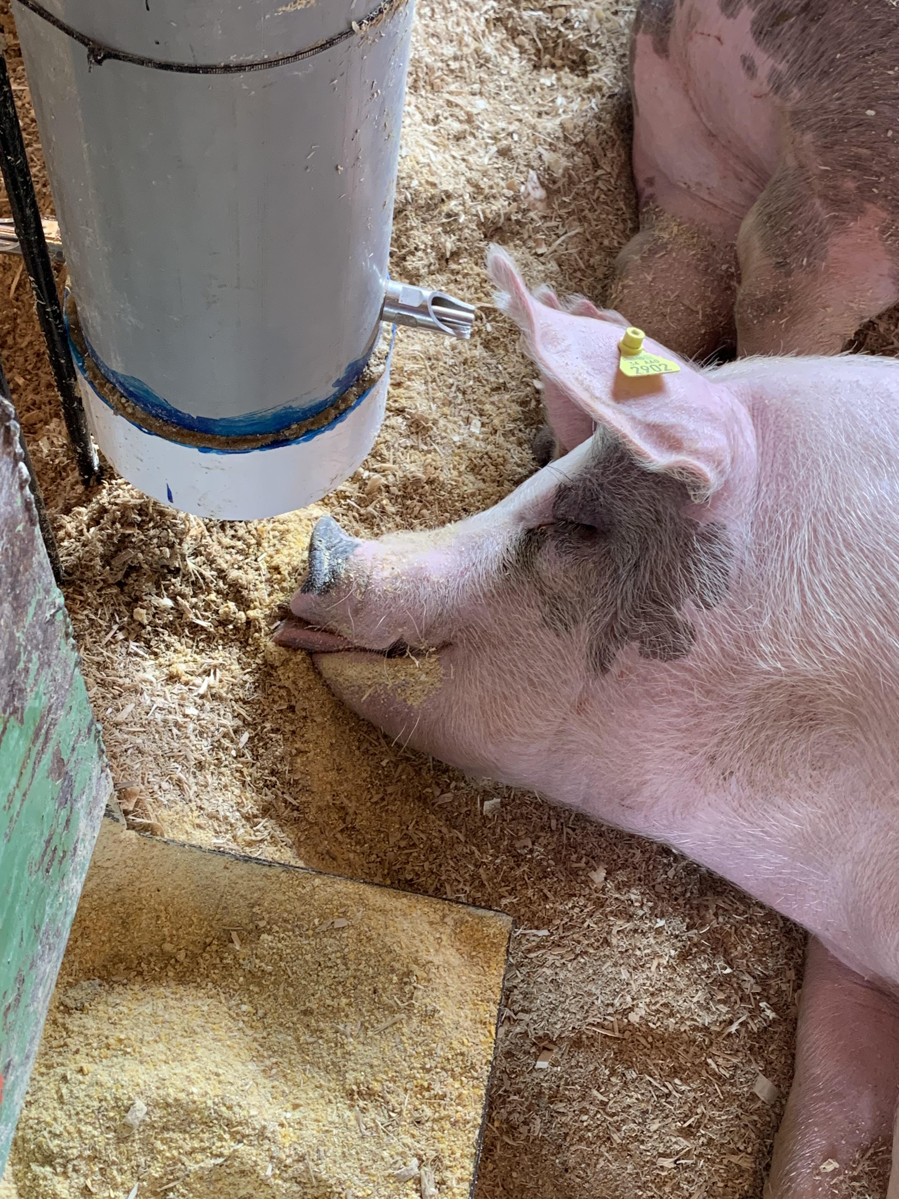 Pig blup | Scrolller