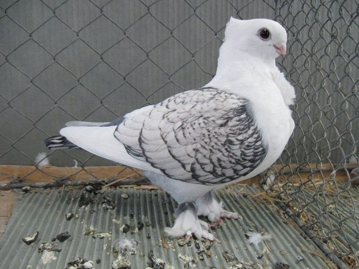 Pigeon Breeds | Scrolller