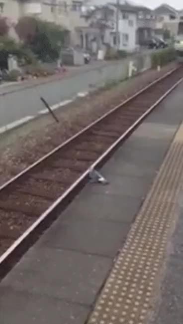 pigeon couldn't care less about train | Scrolller