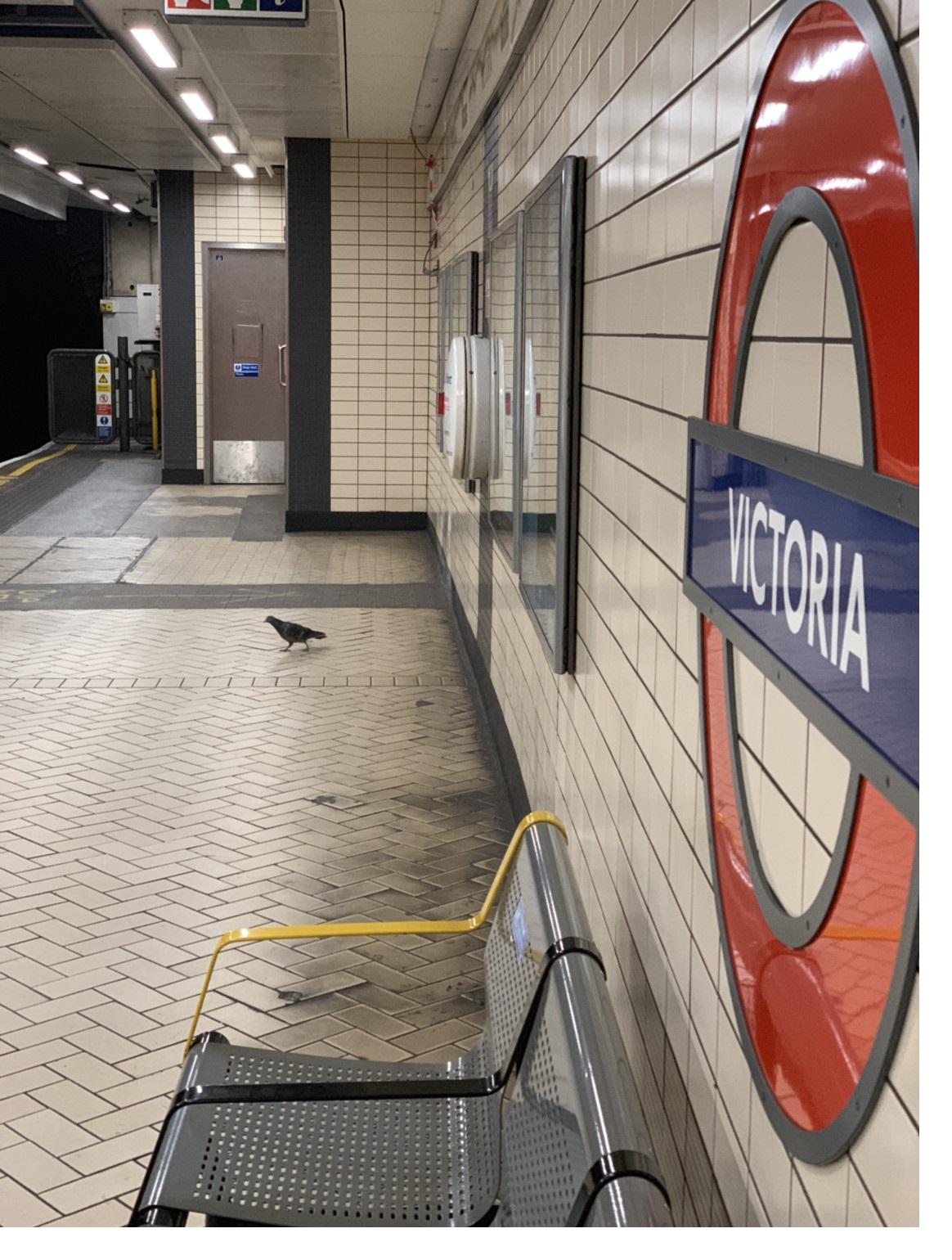 Pigeon hopping on a circle line train in Victoria | Scrolller