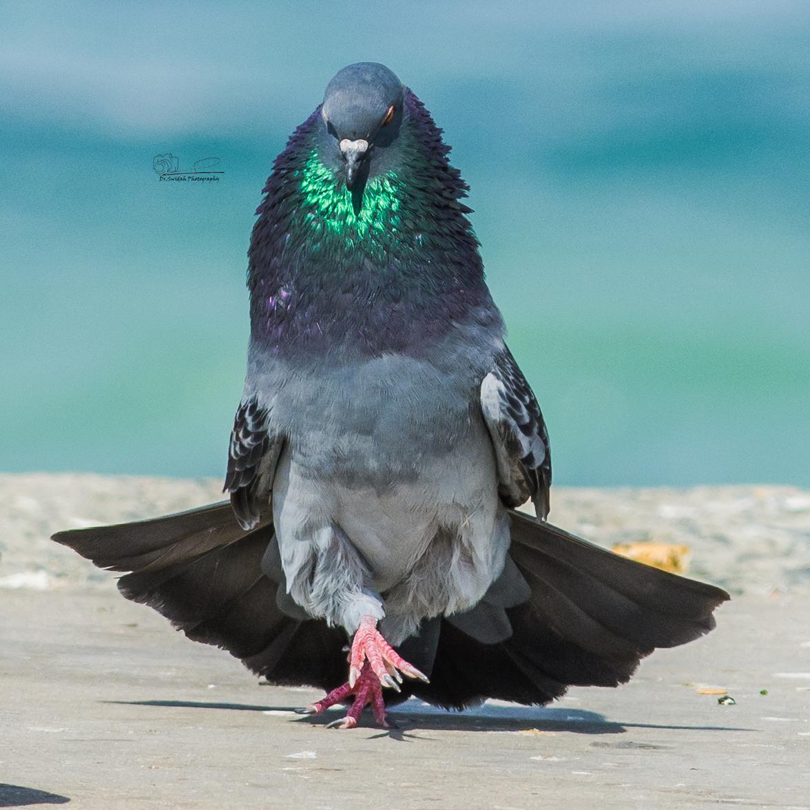 Pigeon strutting! | Scrolller