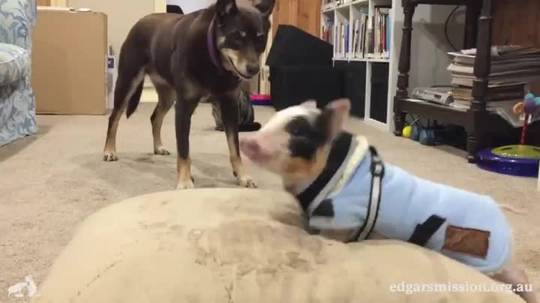 Piglet Gerald Going Hog Wild! | Scrolller