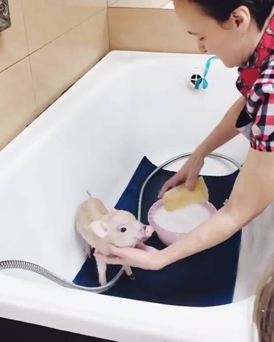 Piglet gets pampered | Scrolller