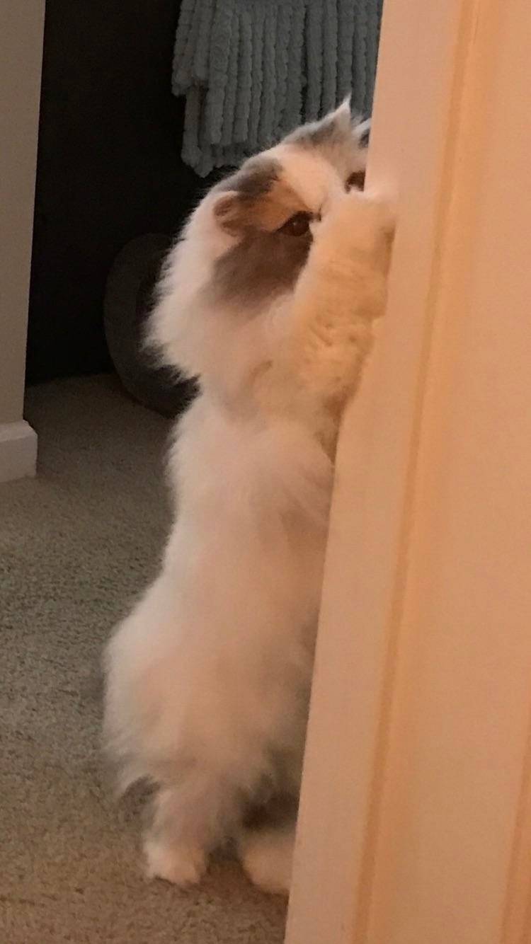 Pikachu not being helpful | Scrolller