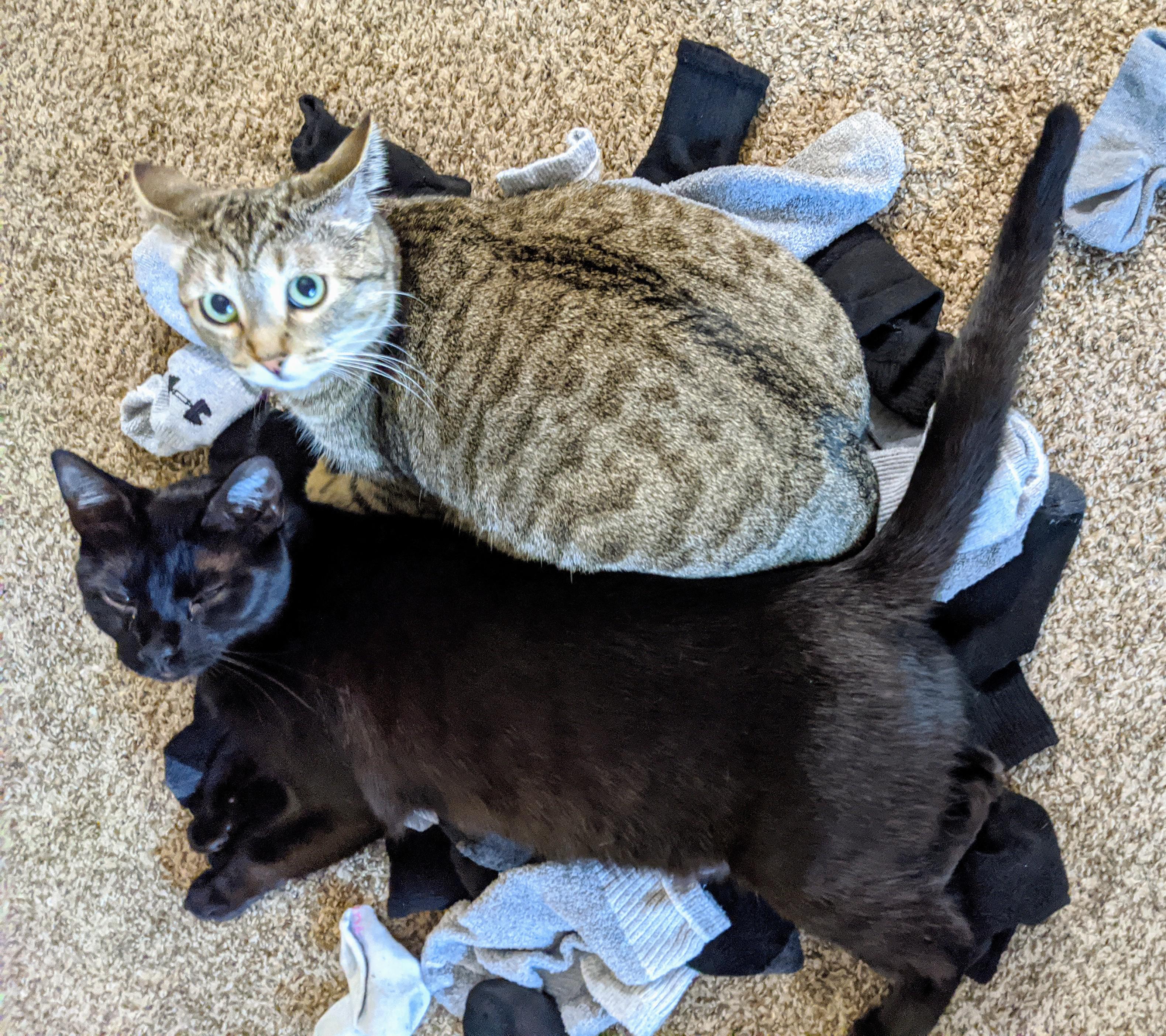 Pile of socks is a highly effective cat trap. | Scrolller
