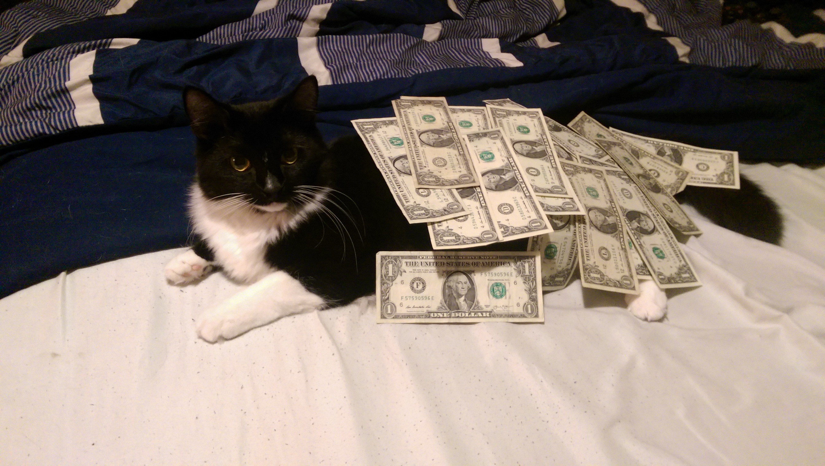 Pimp cat is running low on cash | Scrolller