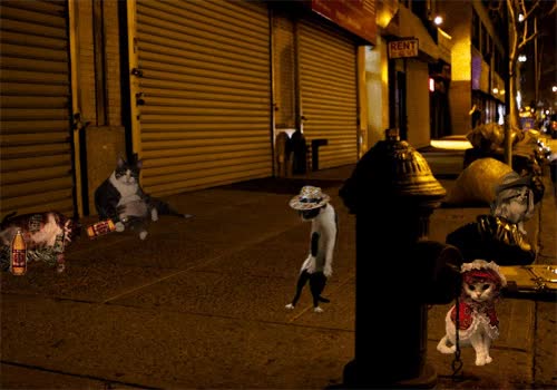 Pimp cat working the streets | Scrolller