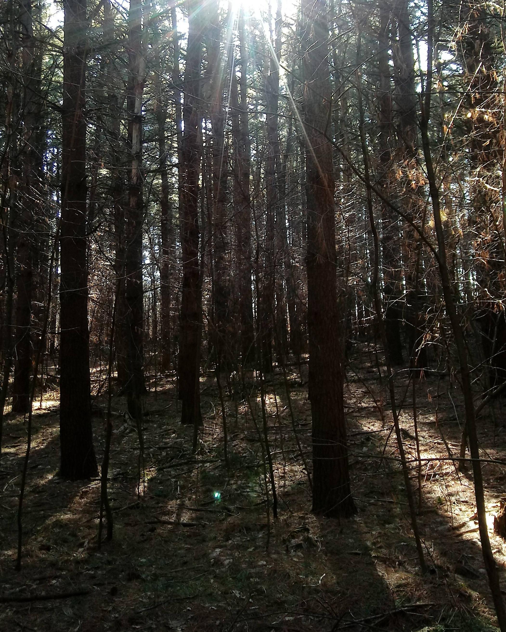 Pine forest in Michigan | Scrolller